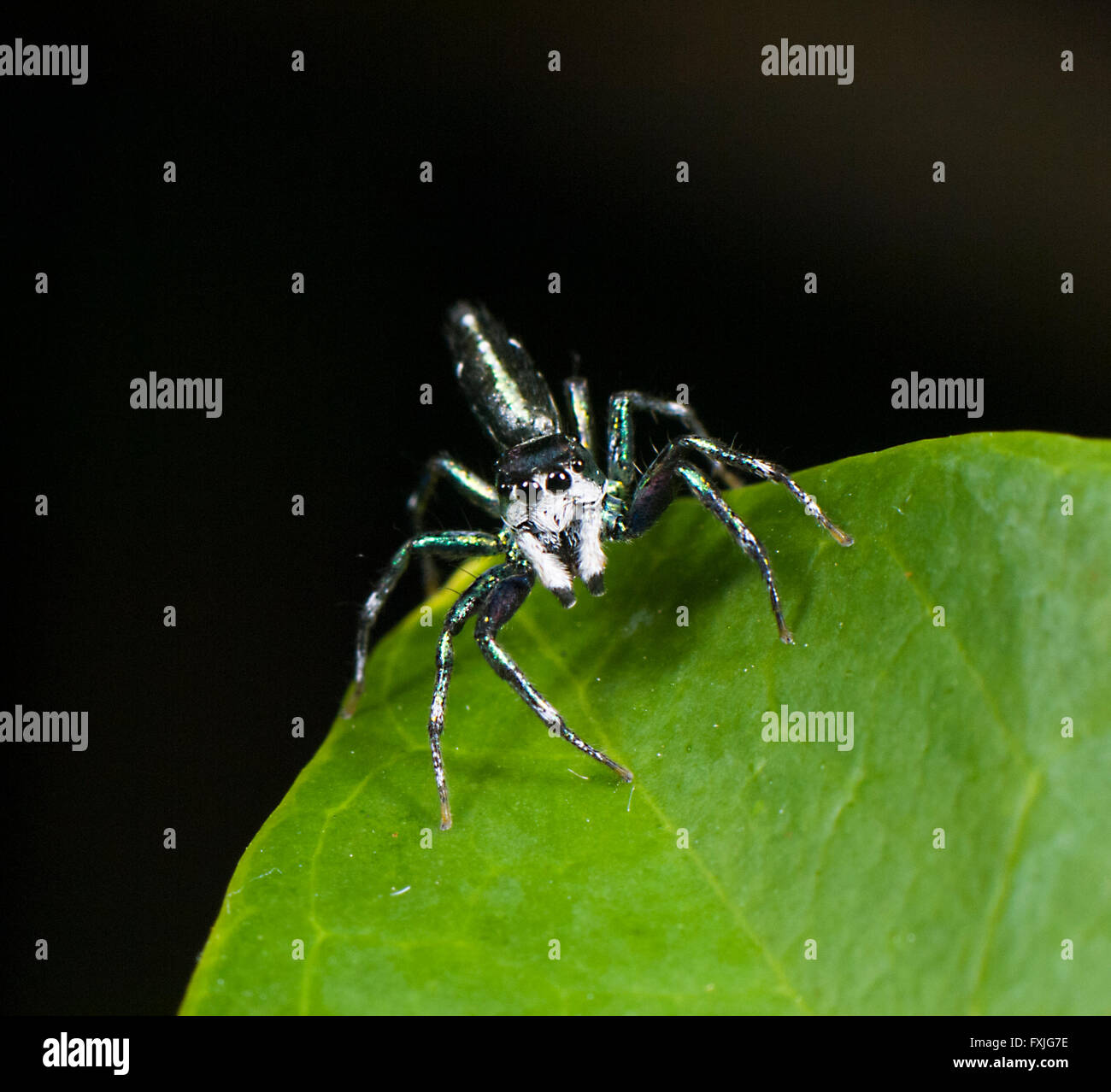 Jumping Spider (Cosmophasis micans or Cosmophasis thalassina ...