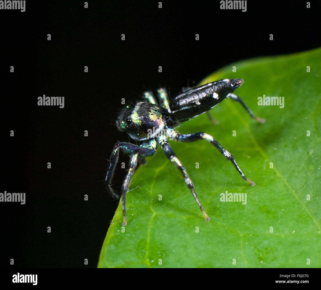 Cosmophasis micans hi-res stock photography and images - Alamy