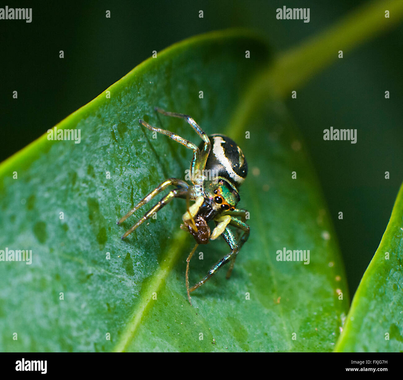 Australian spiders hi-res stock photography and images - Alamy