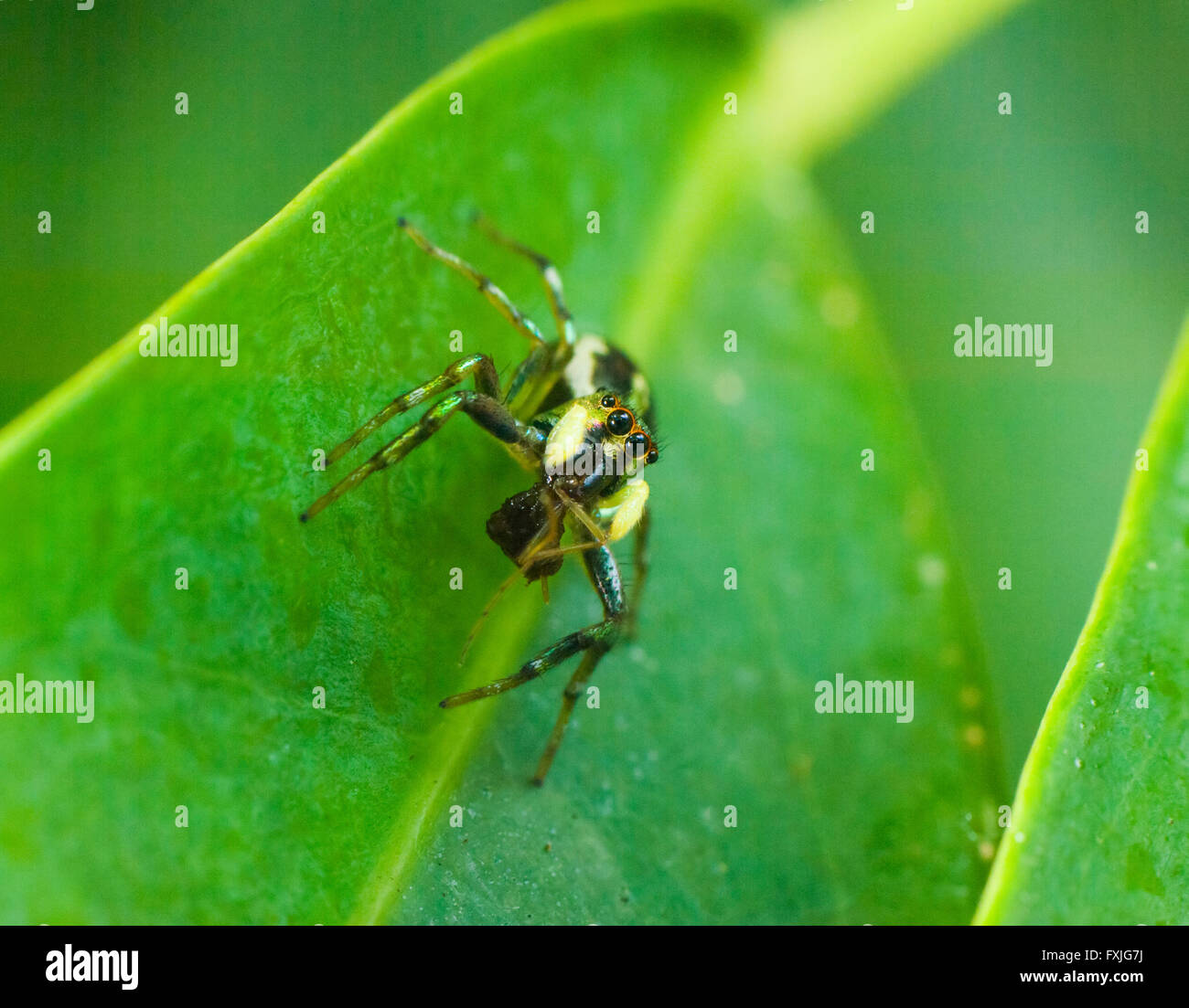 Jumping Spider with Prey (Cosmophasis micans or Cosmophasis thalassina ...