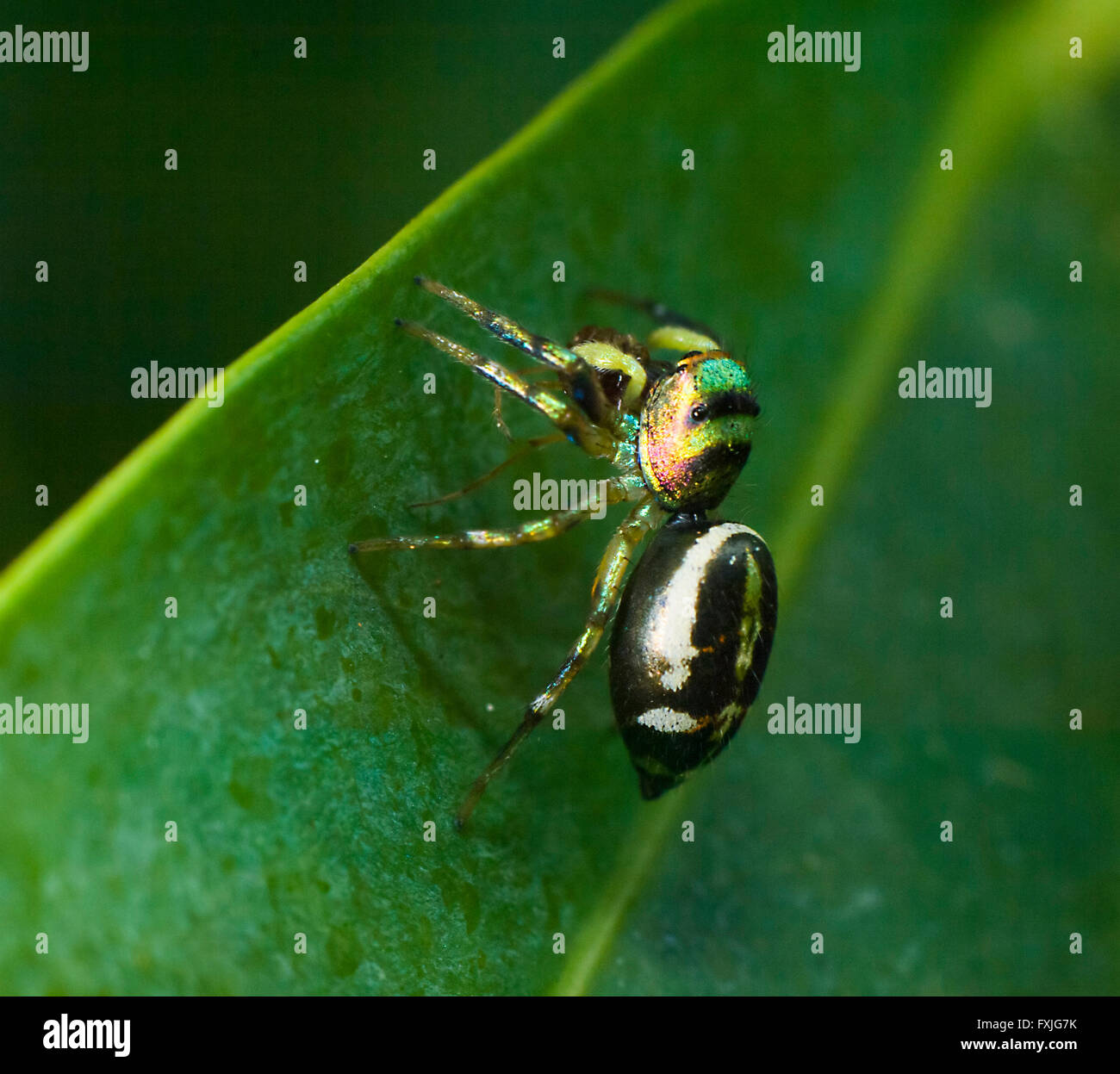 Australian spiders hi-res stock photography and images - Alamy