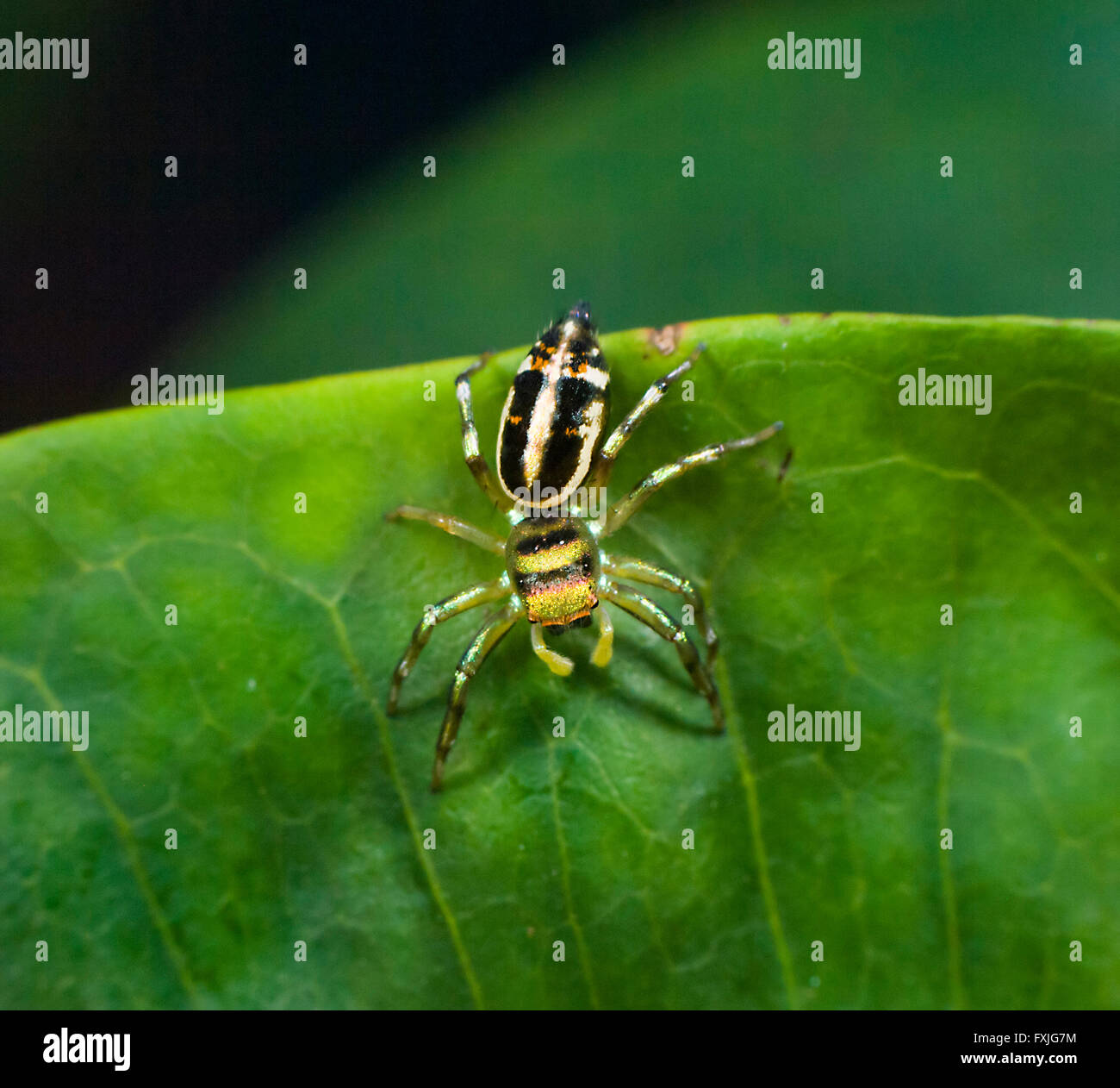 Cosmophasis thalassina hi-res stock photography and images - Alamy