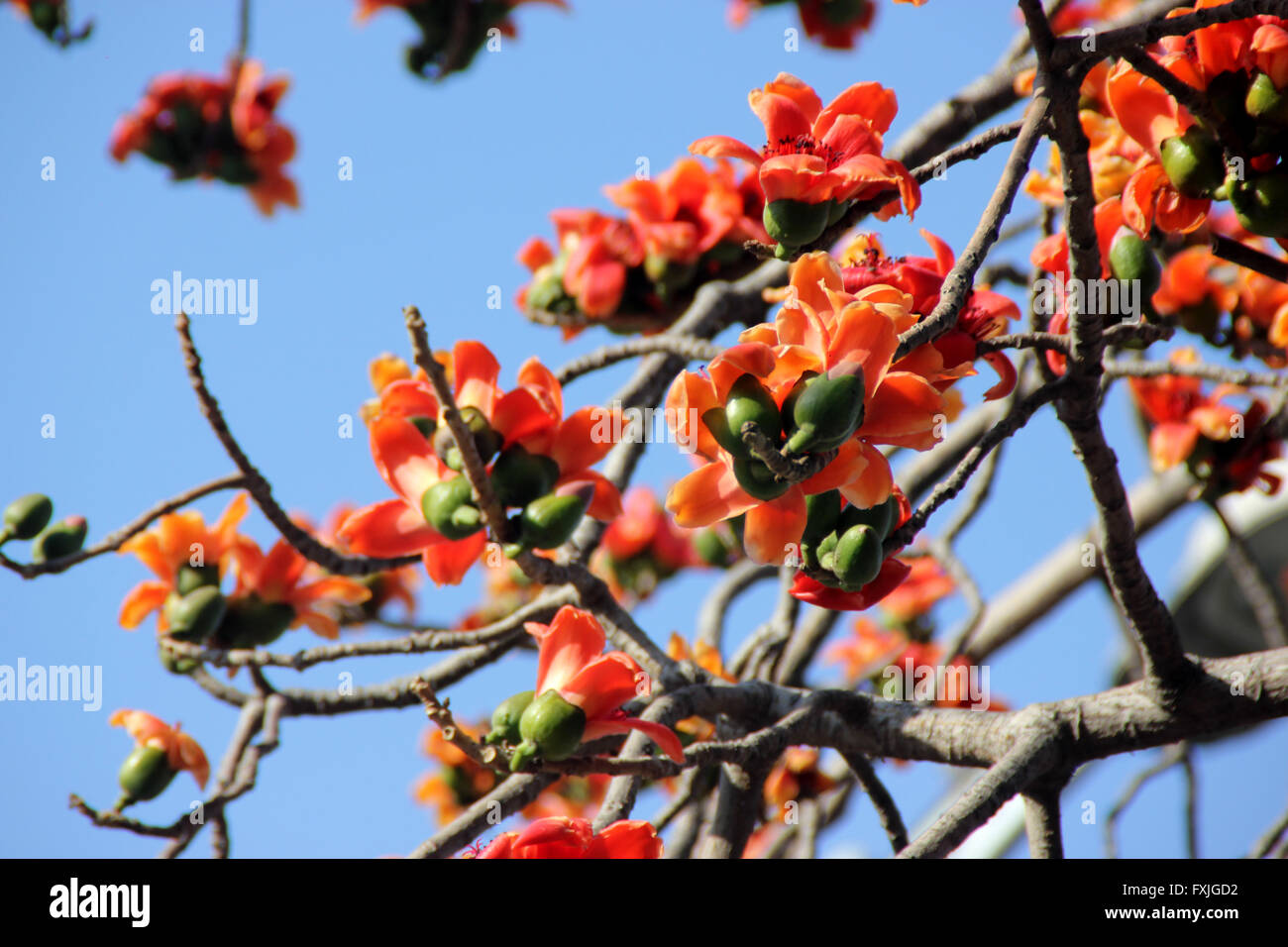 Hairy capsule fruit hi-res stock photography and images - Alamy