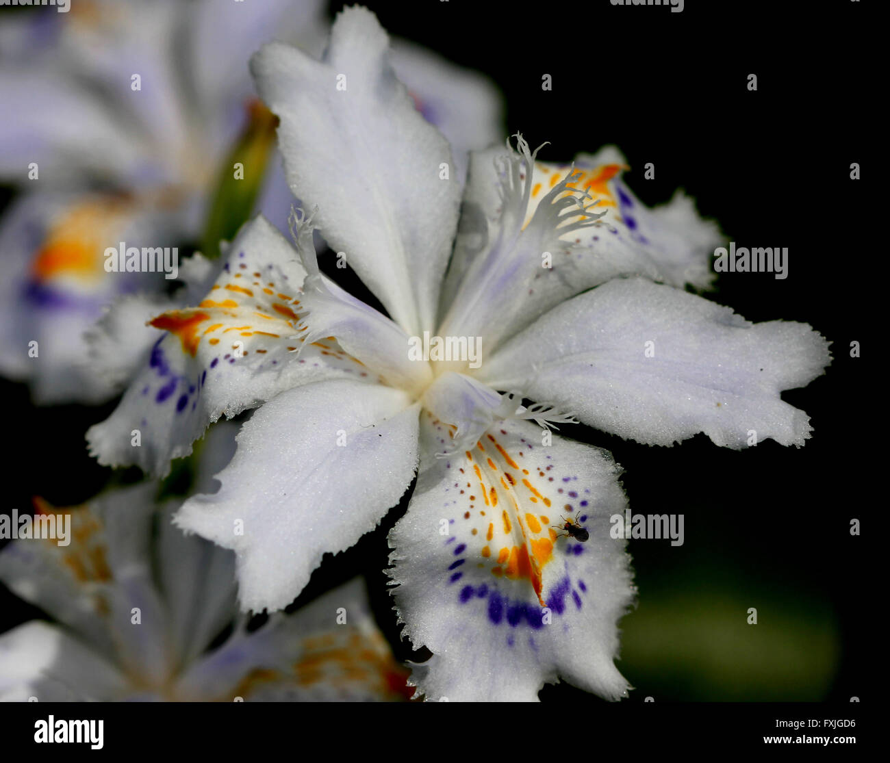 Iris flower purple butterfly hi-res stock photography and images - Alamy