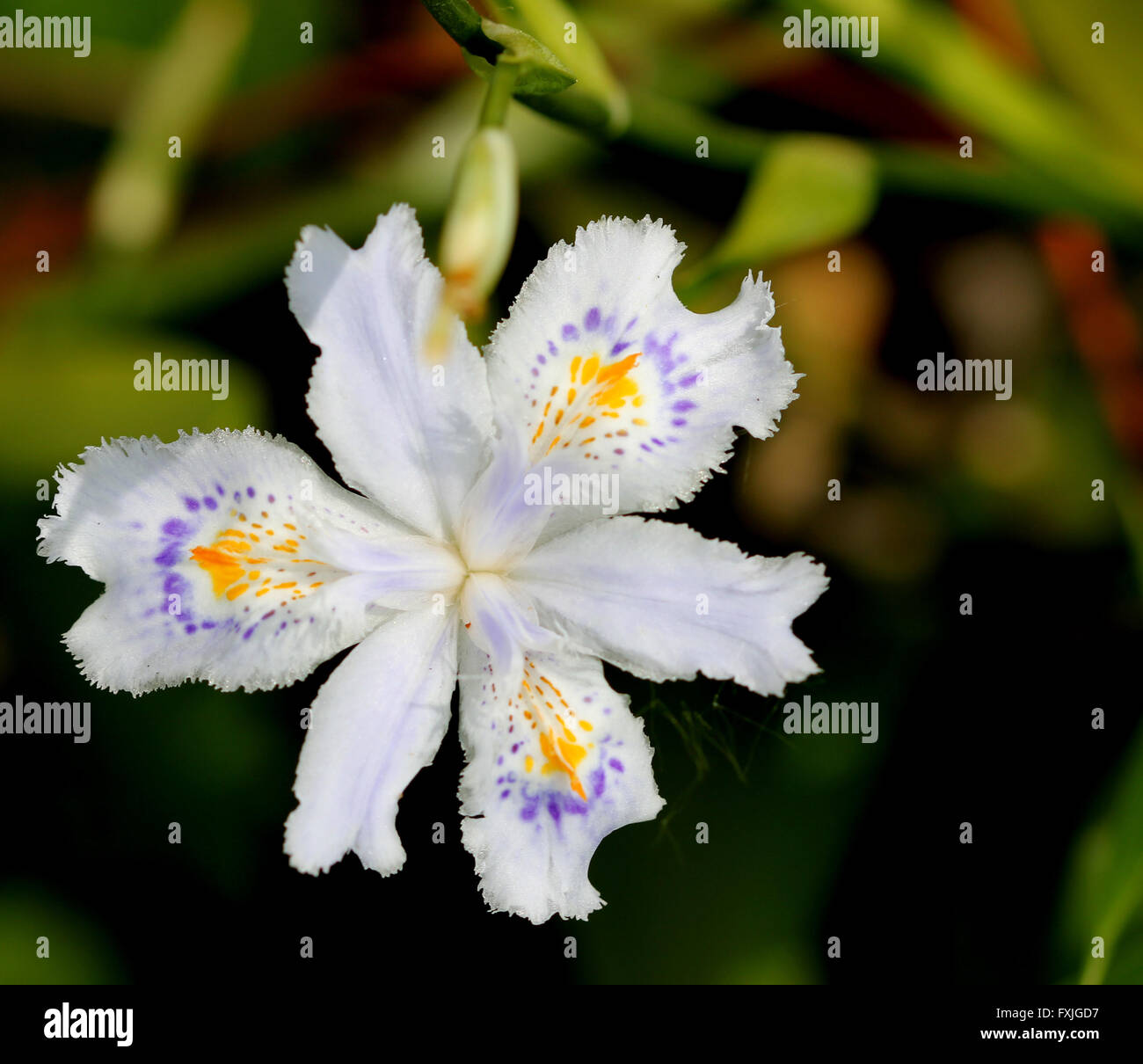 Iris japonica, Fringed Iris, Butterfly flower, rhizomatous perennial ...