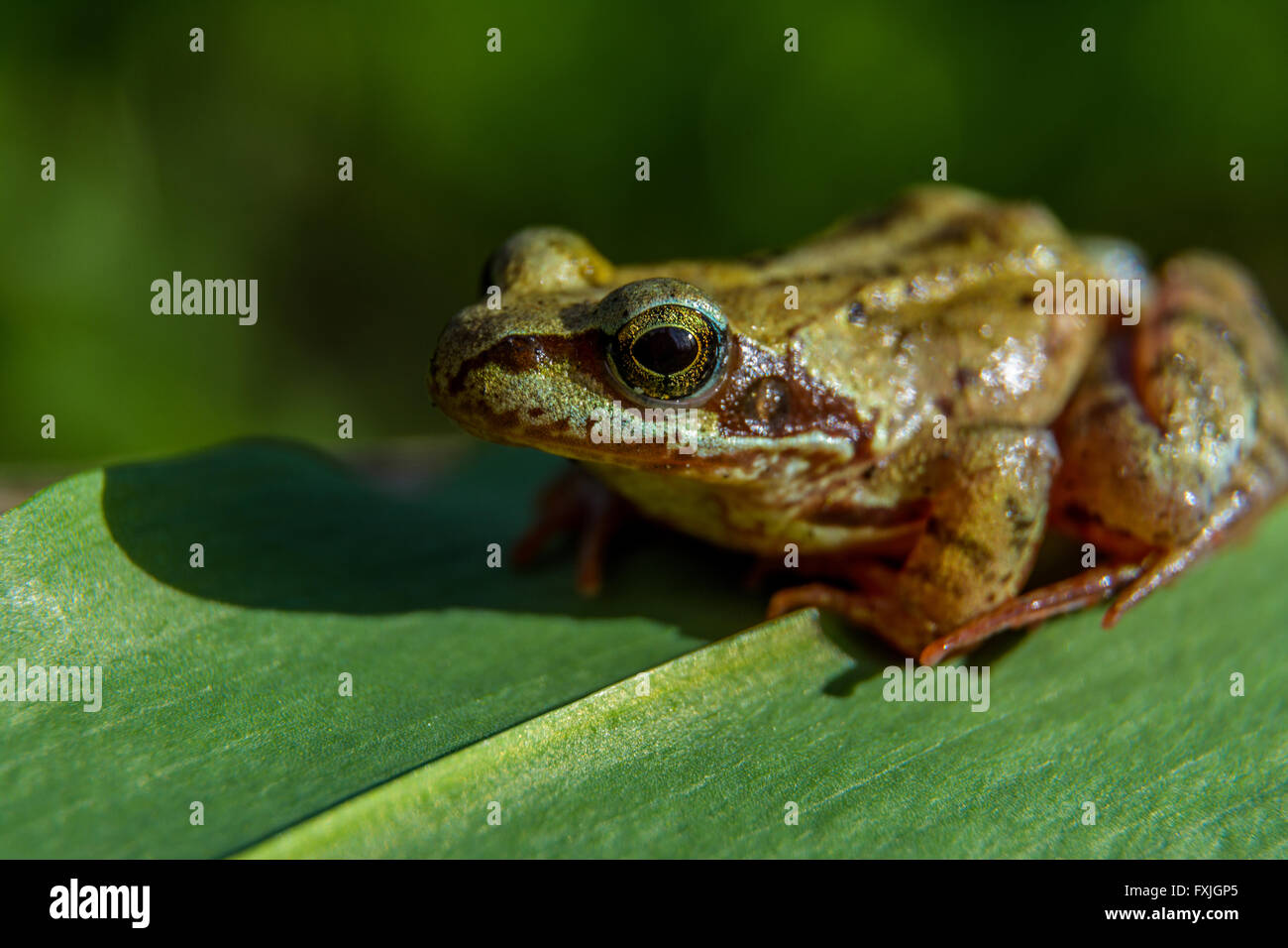 Little brown frog sitting on hi-res stock photography and images - Alamy