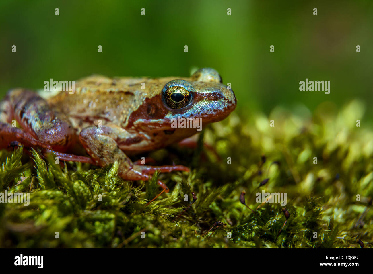 Little brown frog in green moss closeup photography Stock Photo - Alamy