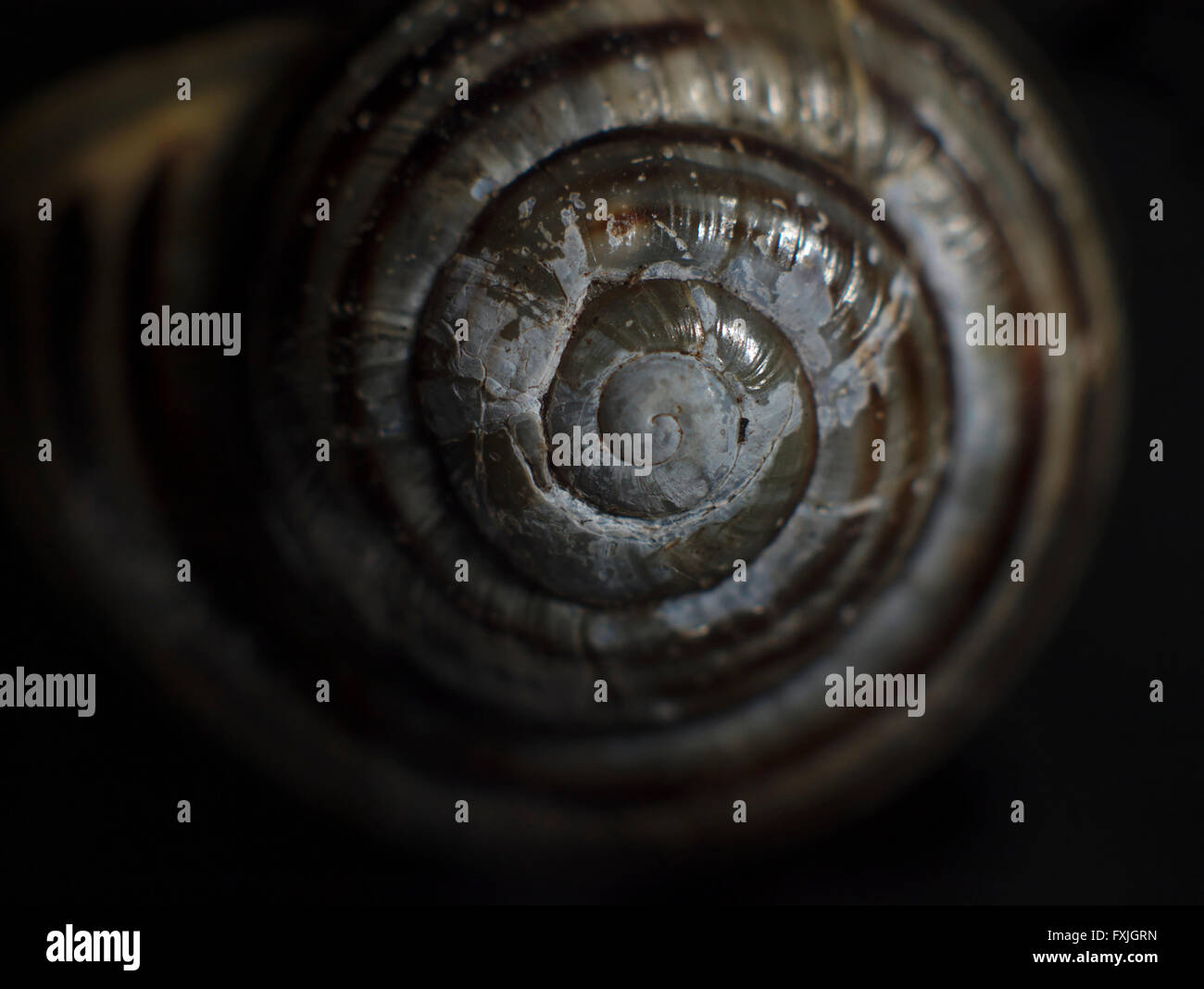 Macro image of snail shell Stock Photo - Alamy