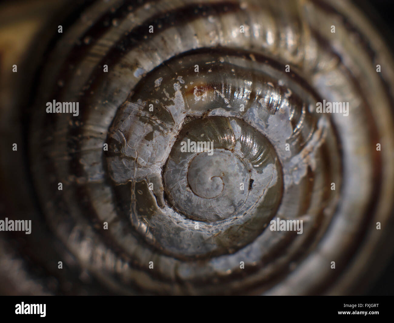 Macro image of snail shell Stock Photo - Alamy