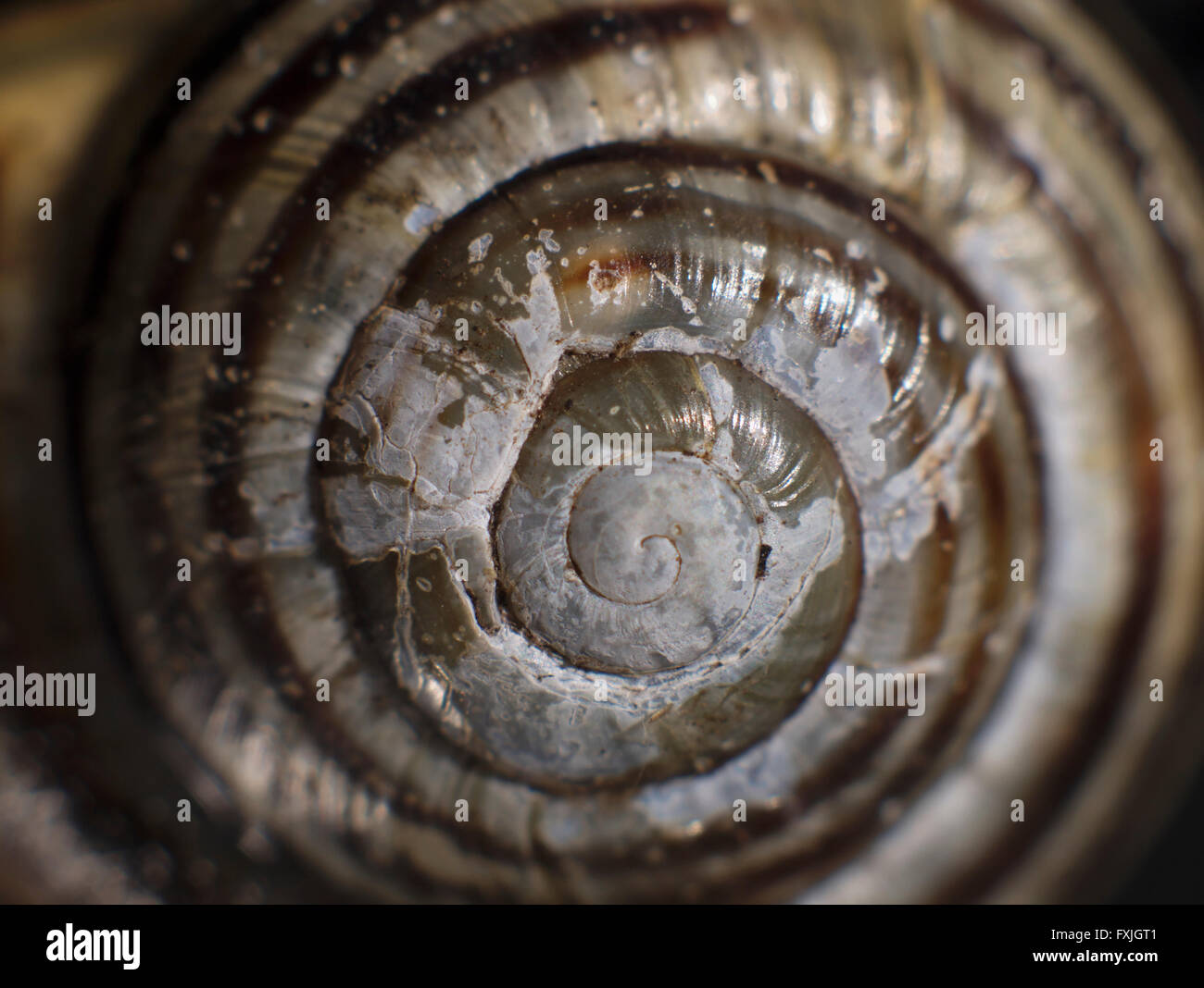 Macro image of snail shell Stock Photo - Alamy