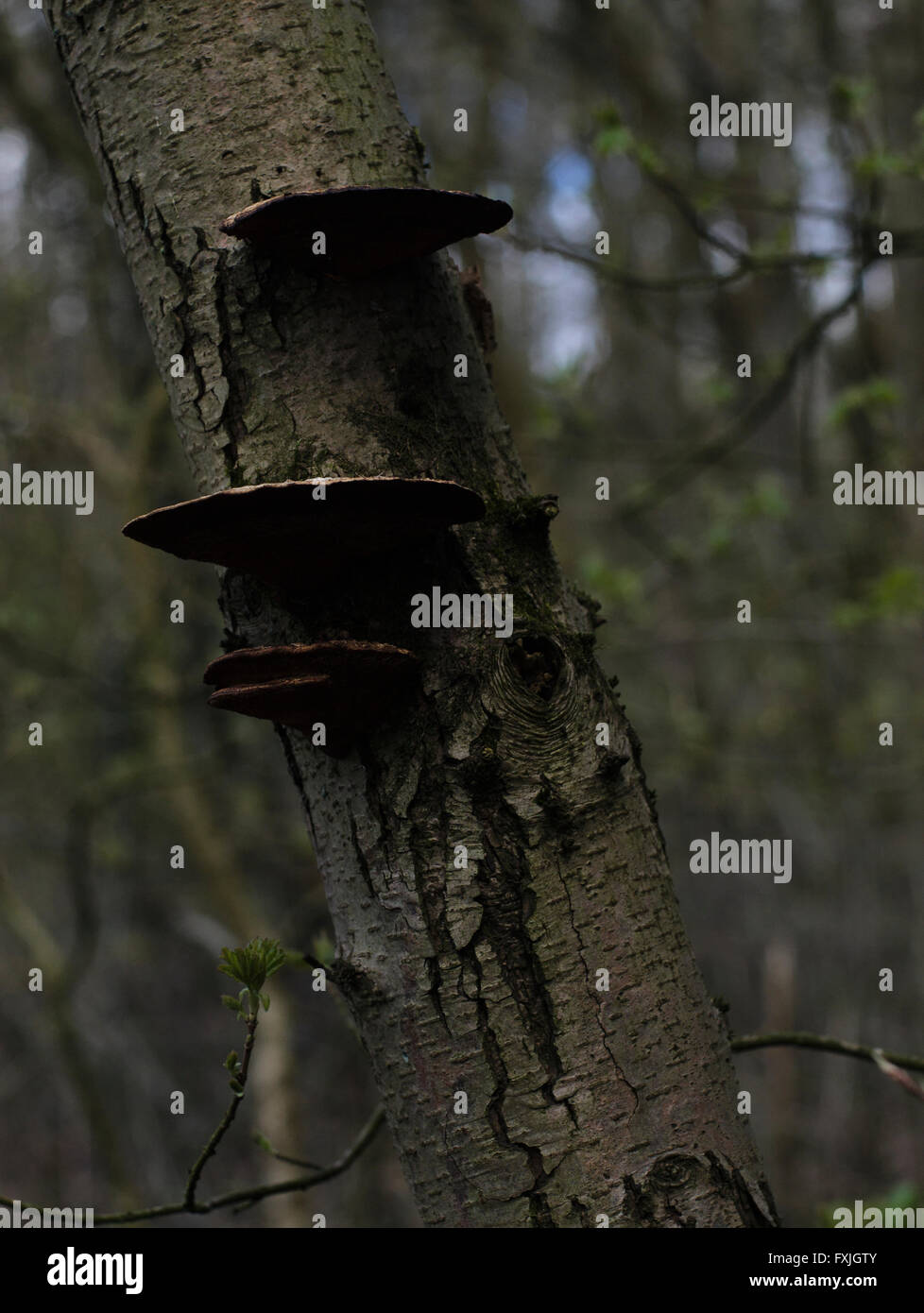 Bracket fungus on young tree in spring Stock Photo - Alamy