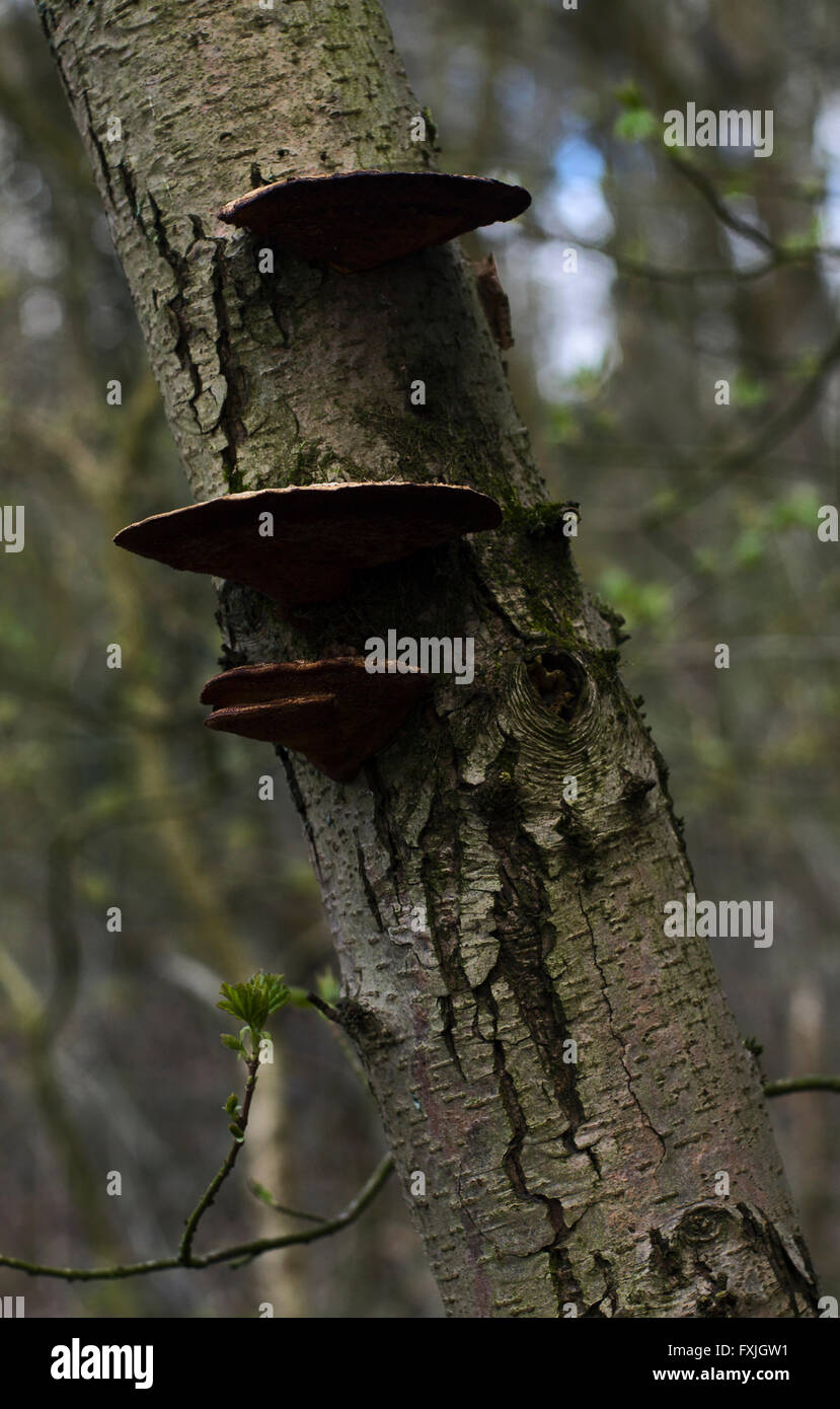Bracket fungus tree hi-res stock photography and images - Alamy