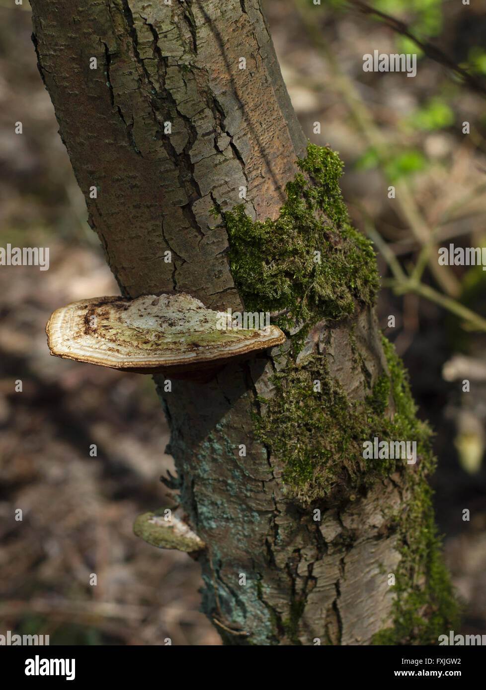 Bracket fungus on young tree in spring Stock Photo - Alamy