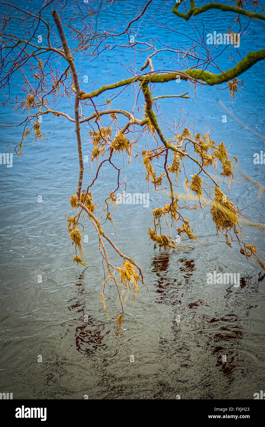 Ash keys hi-res stock photography and images - Alamy