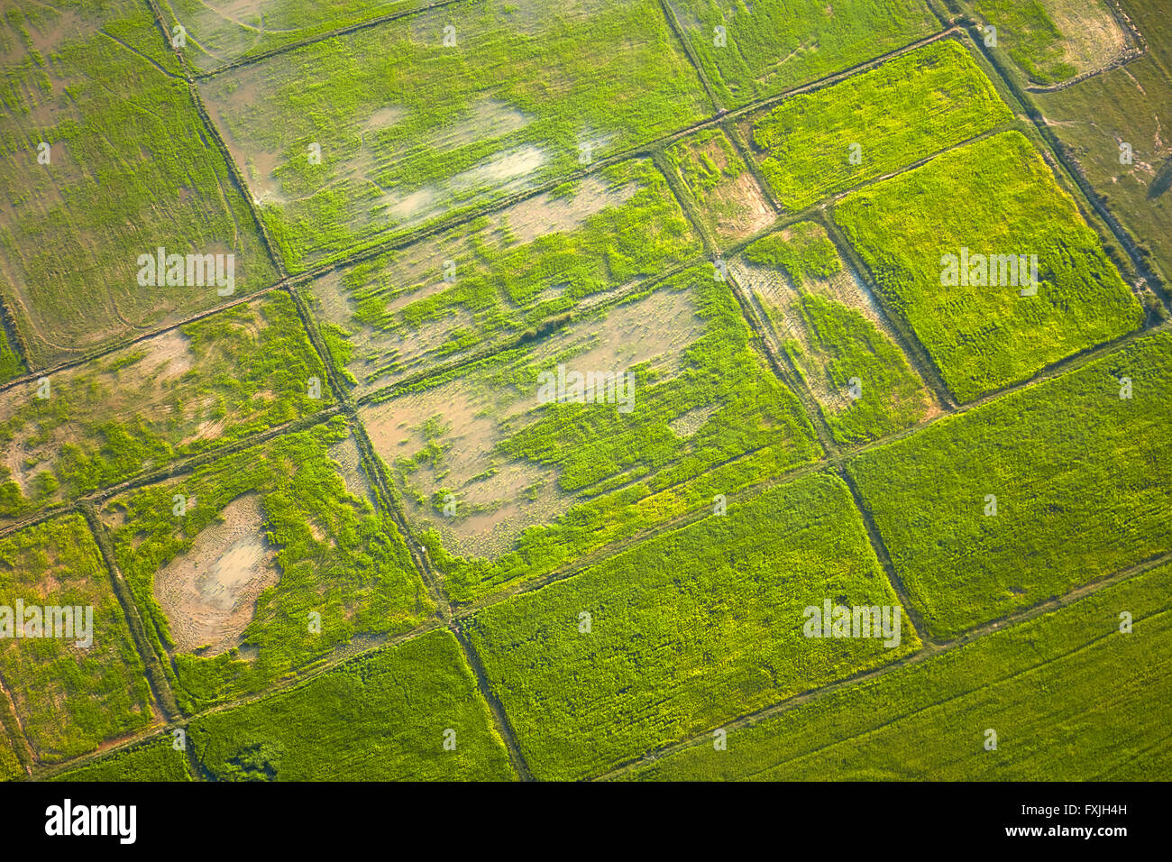 Rice fields near Siem Reap, Cambodia - aerial Stock Photo - Alamy