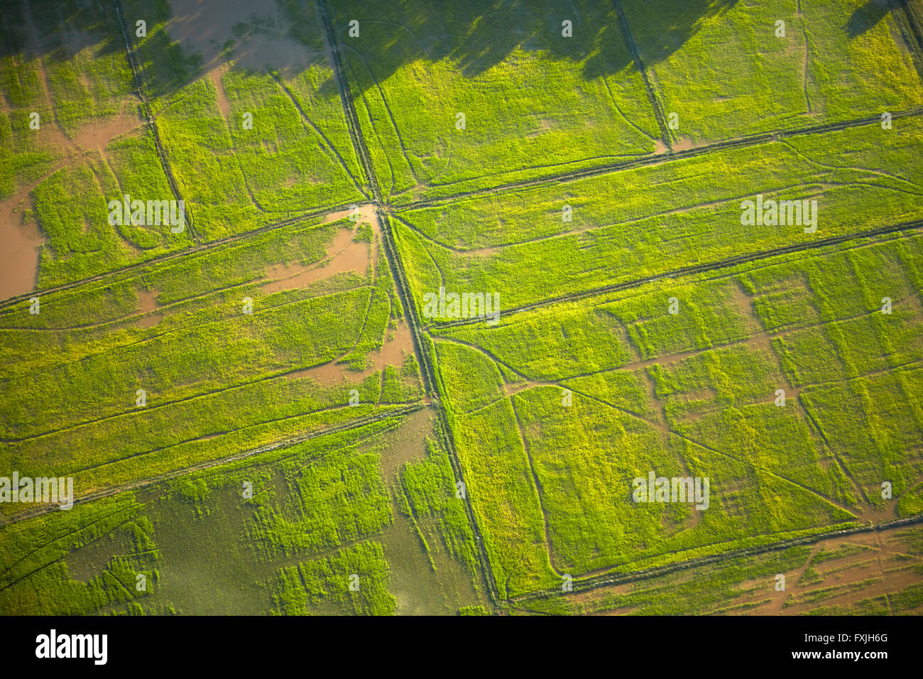 Rice fields near Siem Reap, Cambodia - aerial Stock Photo - Alamy