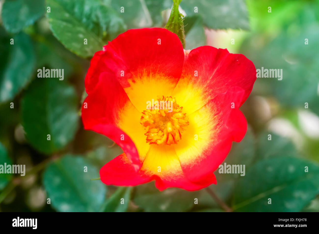 Red and yellow cocktail rambler rose flower Stock Photo - Alamy