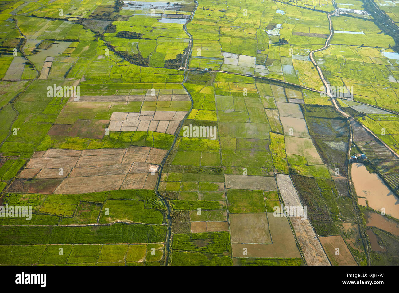 Cambodian Rice Fields