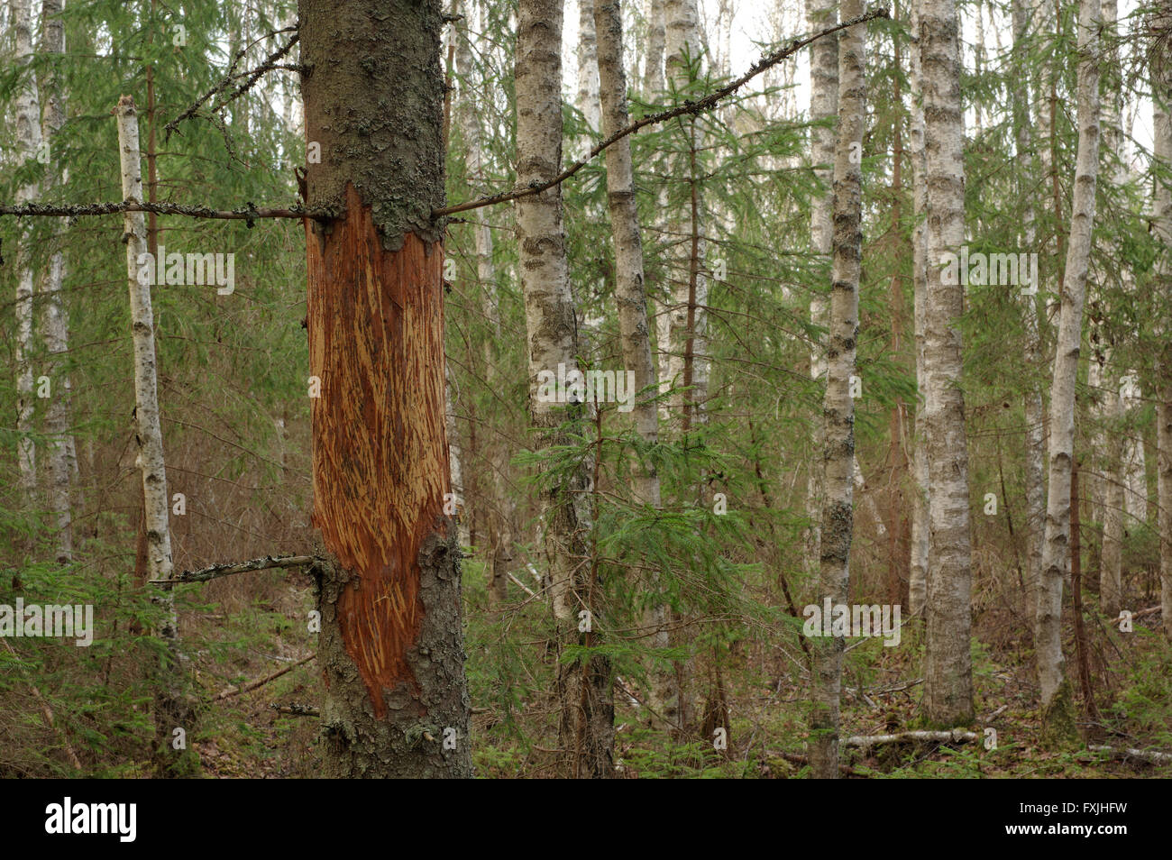 Damage elk hi-res stock photography and images - Alamy