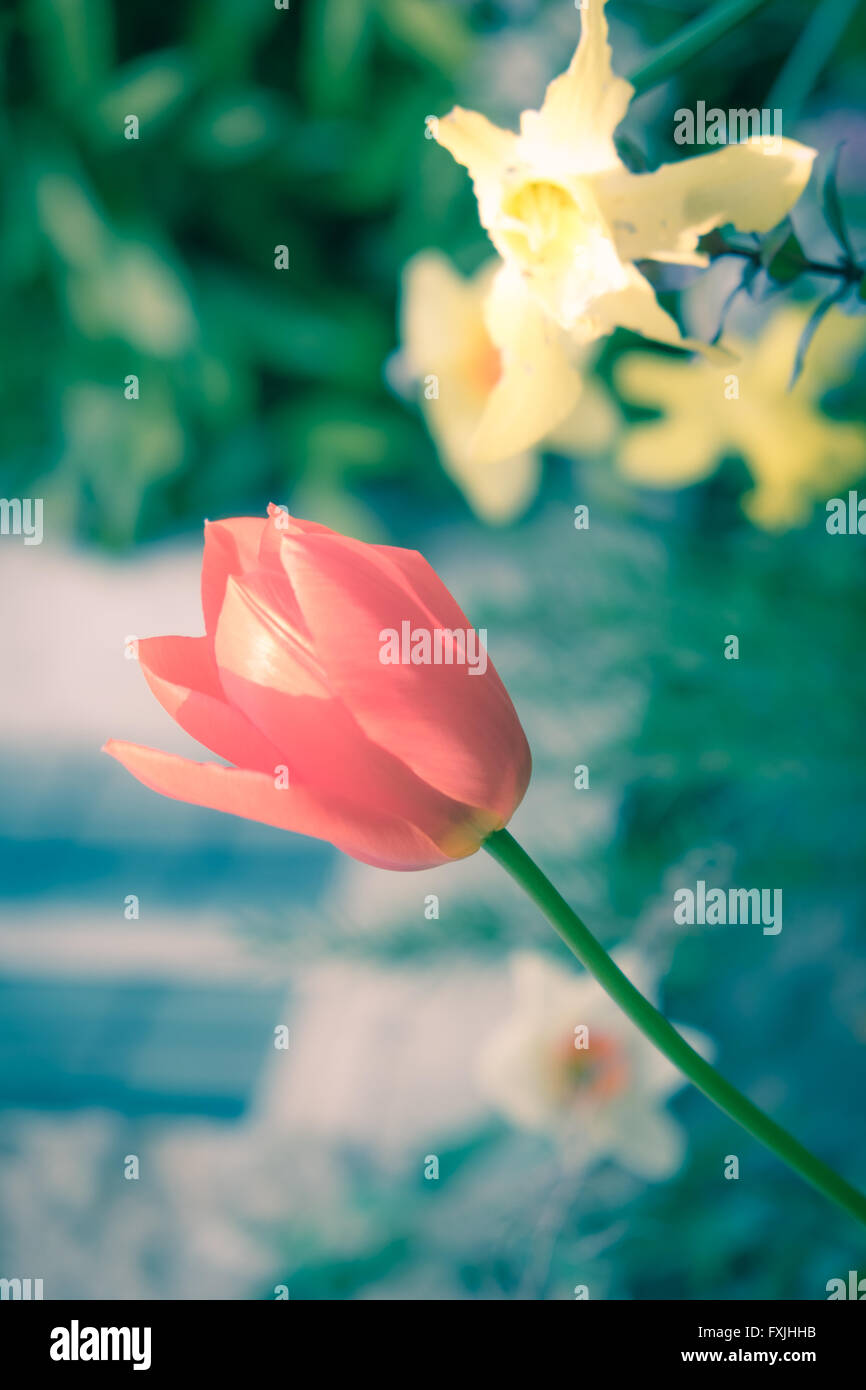 Petals and stalk hi-res stock photography and images - Alamy