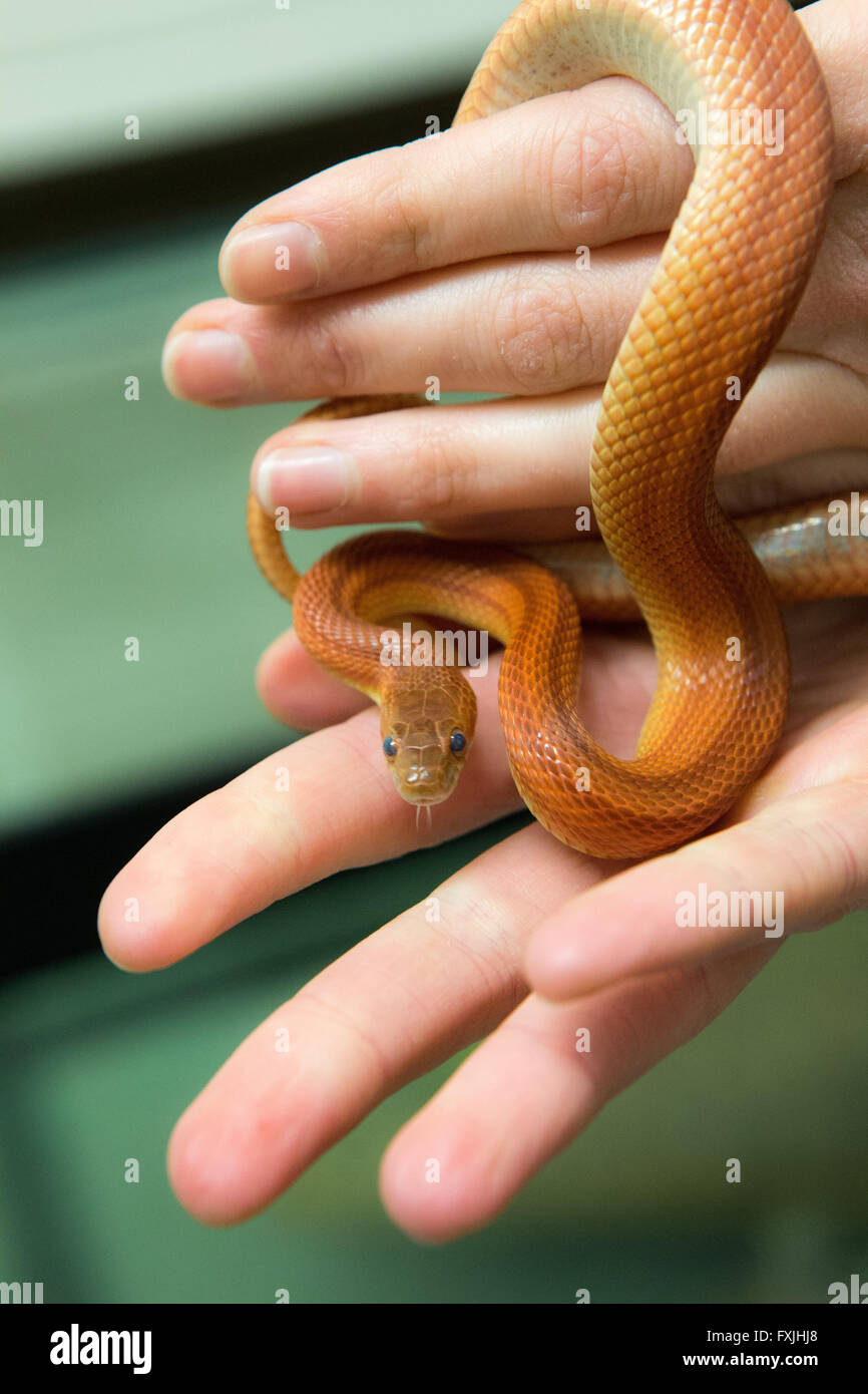 Orange snake hi-res stock photography and images - Alamy