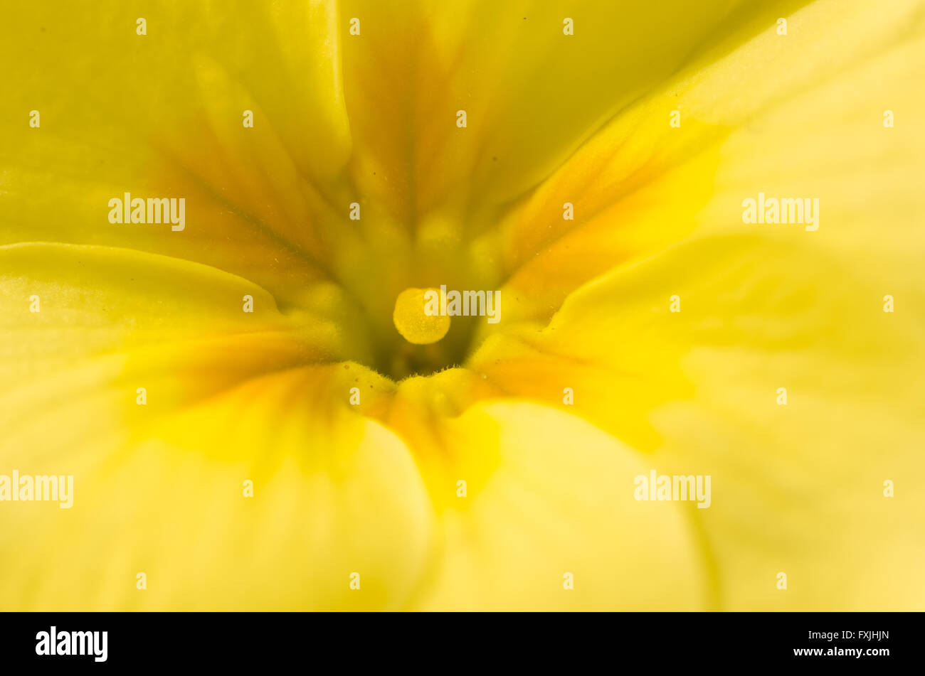 closeup to yellow primula flower Stock Photo - Alamy