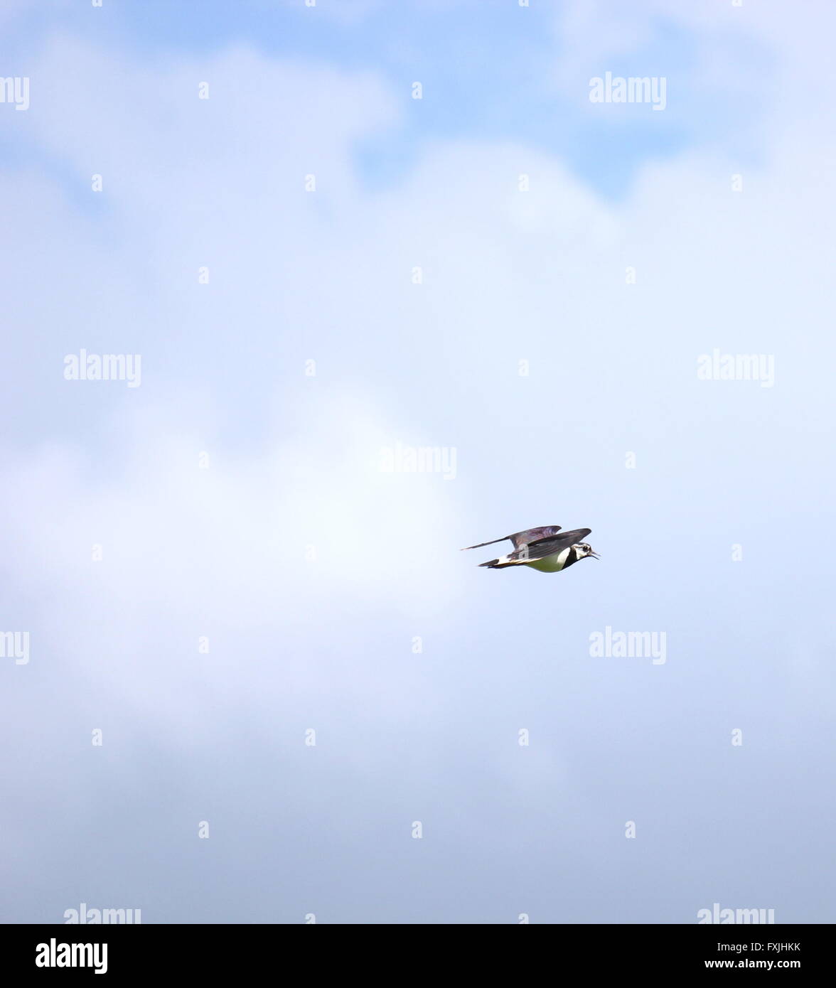 Northern lapwing (Vanellus vanellus) in flight Stock Photo - Alamy