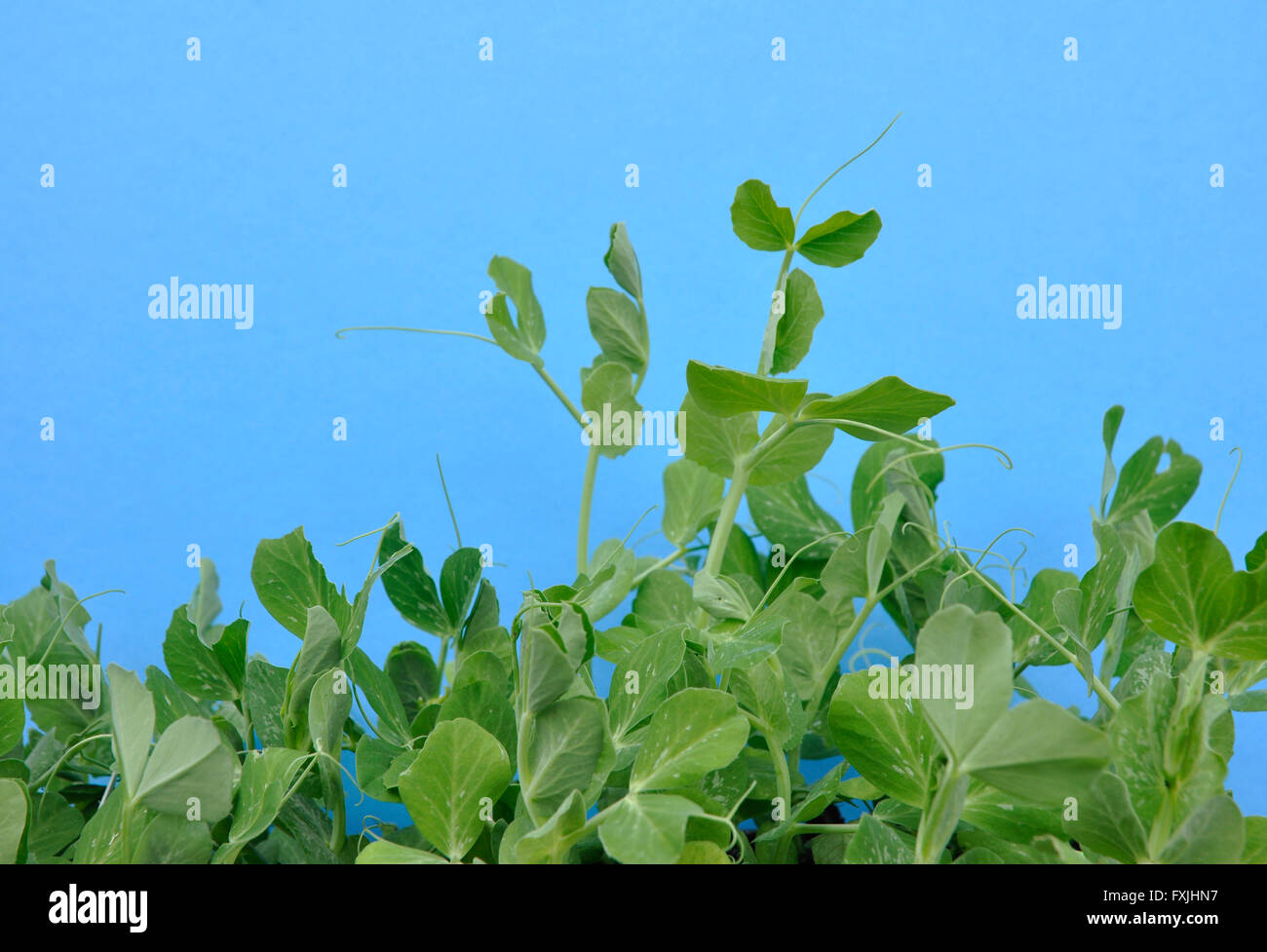 Pea shoots growing hi-res stock photography and images - Alamy