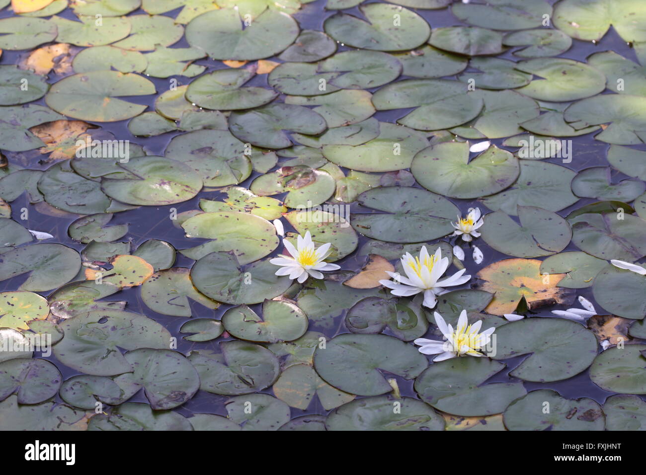 Lilly pads hi-res stock photography and images - Alamy