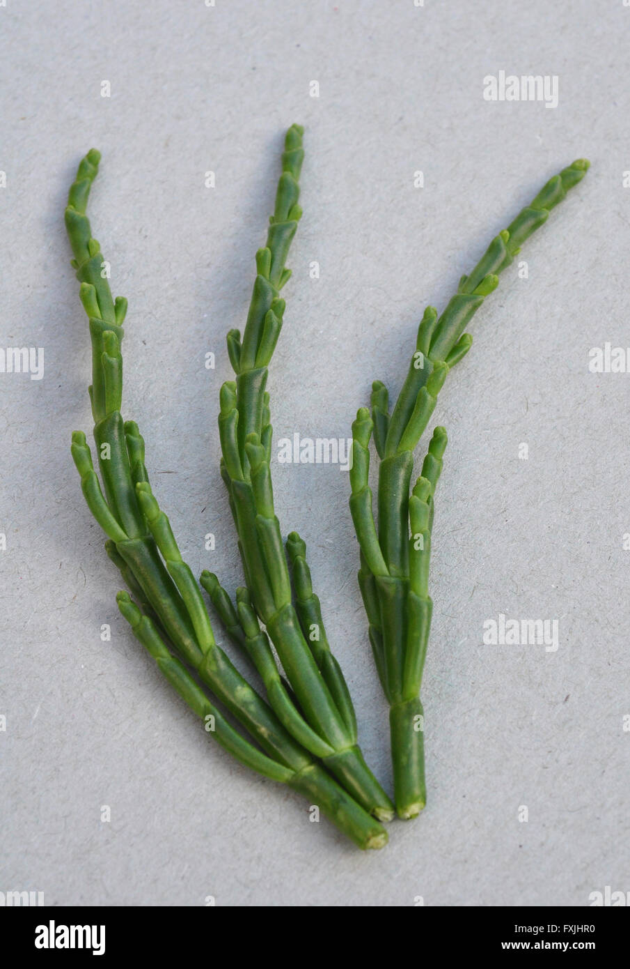 Uncooked samphire hi-res stock photography and images - Alamy