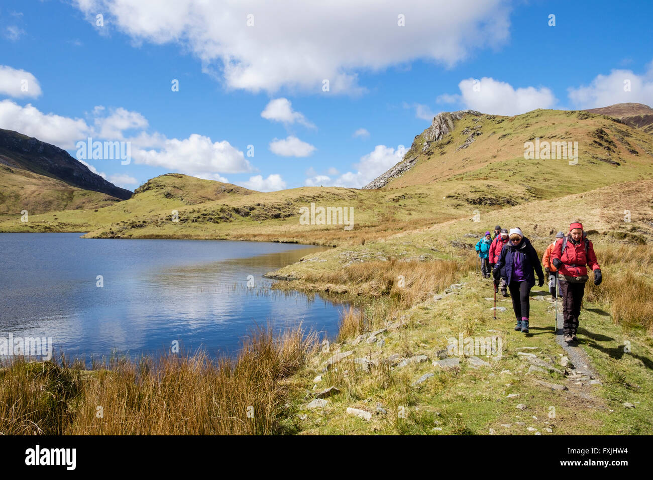 Ramblers group hiking on shore of Llyn y Dywarchen reservoir from ...
