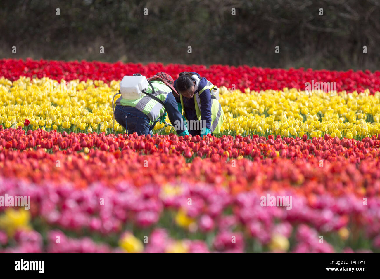 Tulip pickers hi-res stock photography and images - Alamy