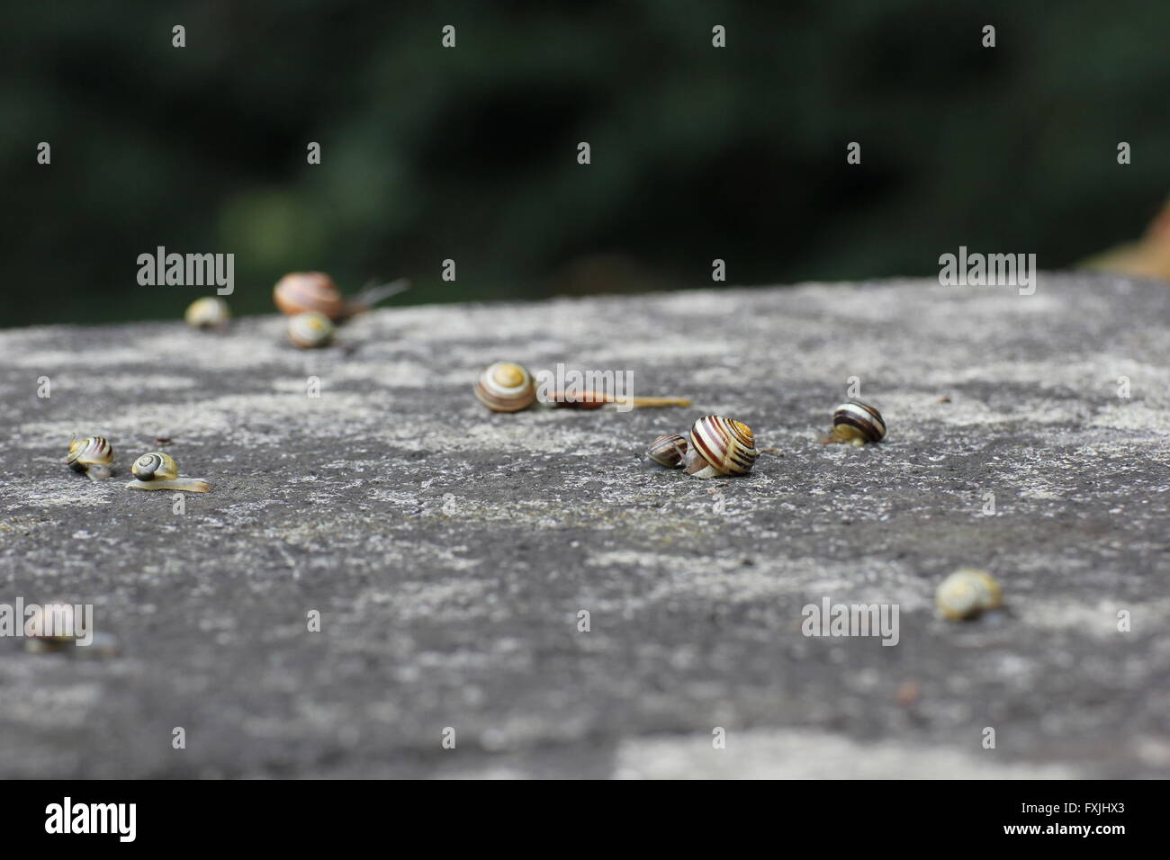 Gray field slug hi-res stock photography and images - Alamy