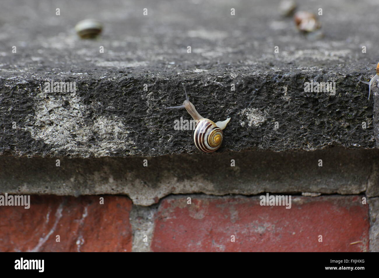 Group of slugs on a stone in rainy weather Stock Photo - Alamy
