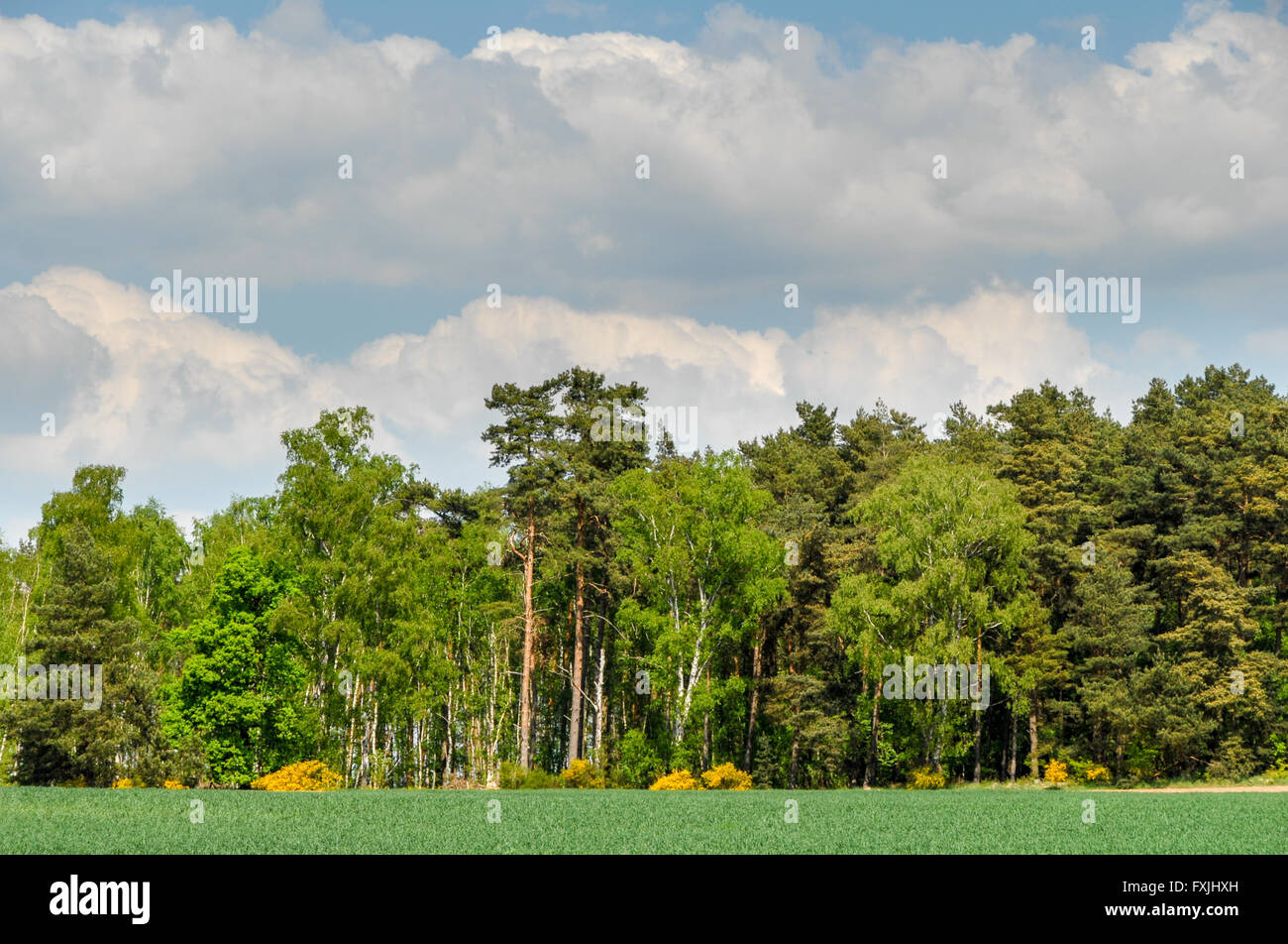Forest edge hi-res stock photography and images - Alamy