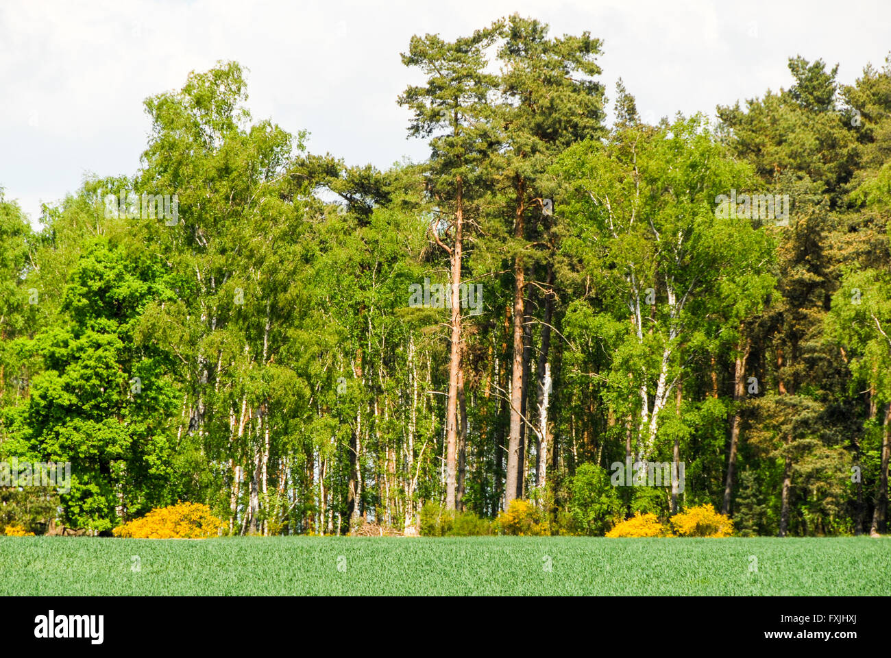 Edge birch tree forest hi-res stock photography and images - Alamy