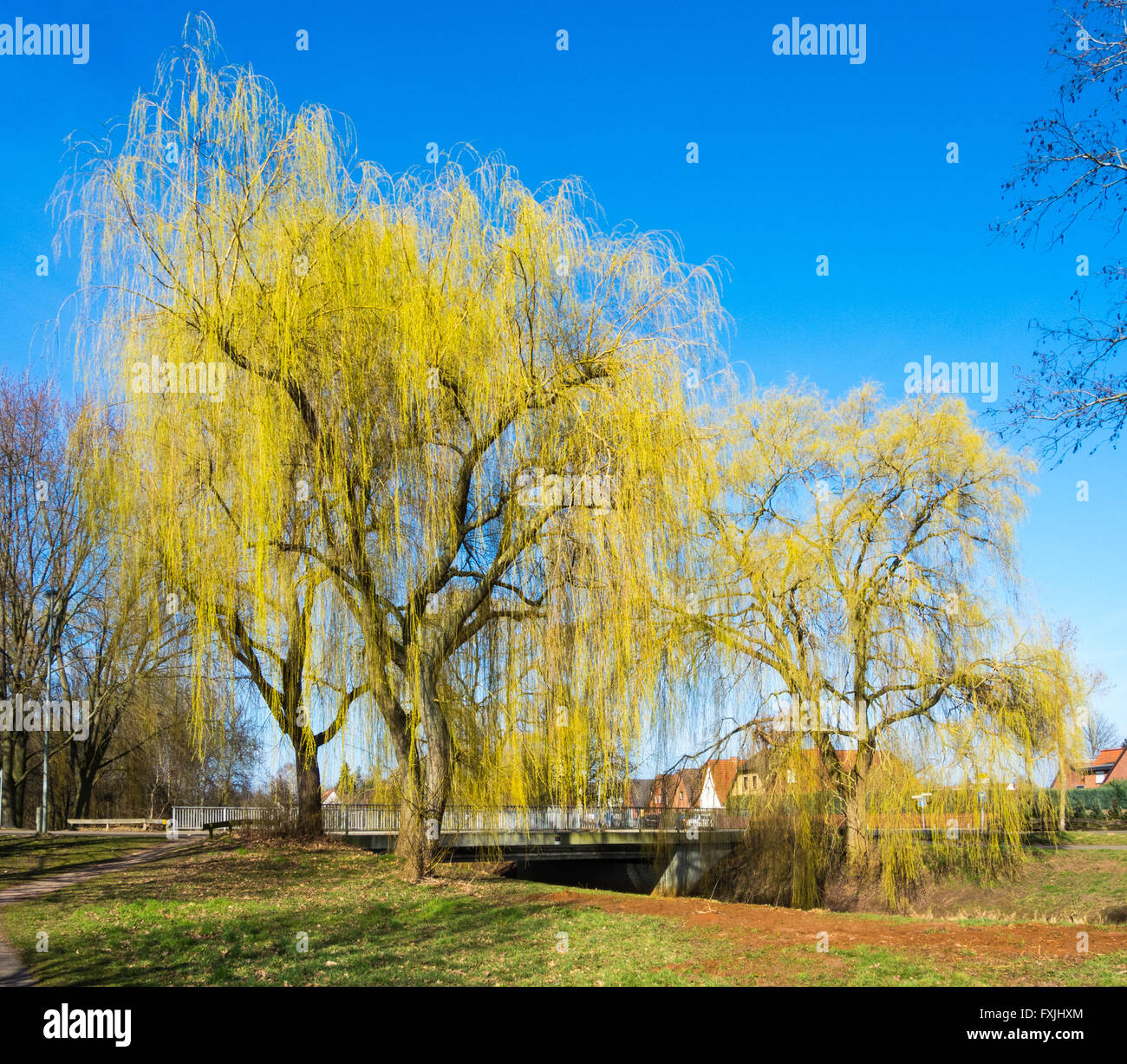 Street of willows hi-res stock photography and images - Alamy