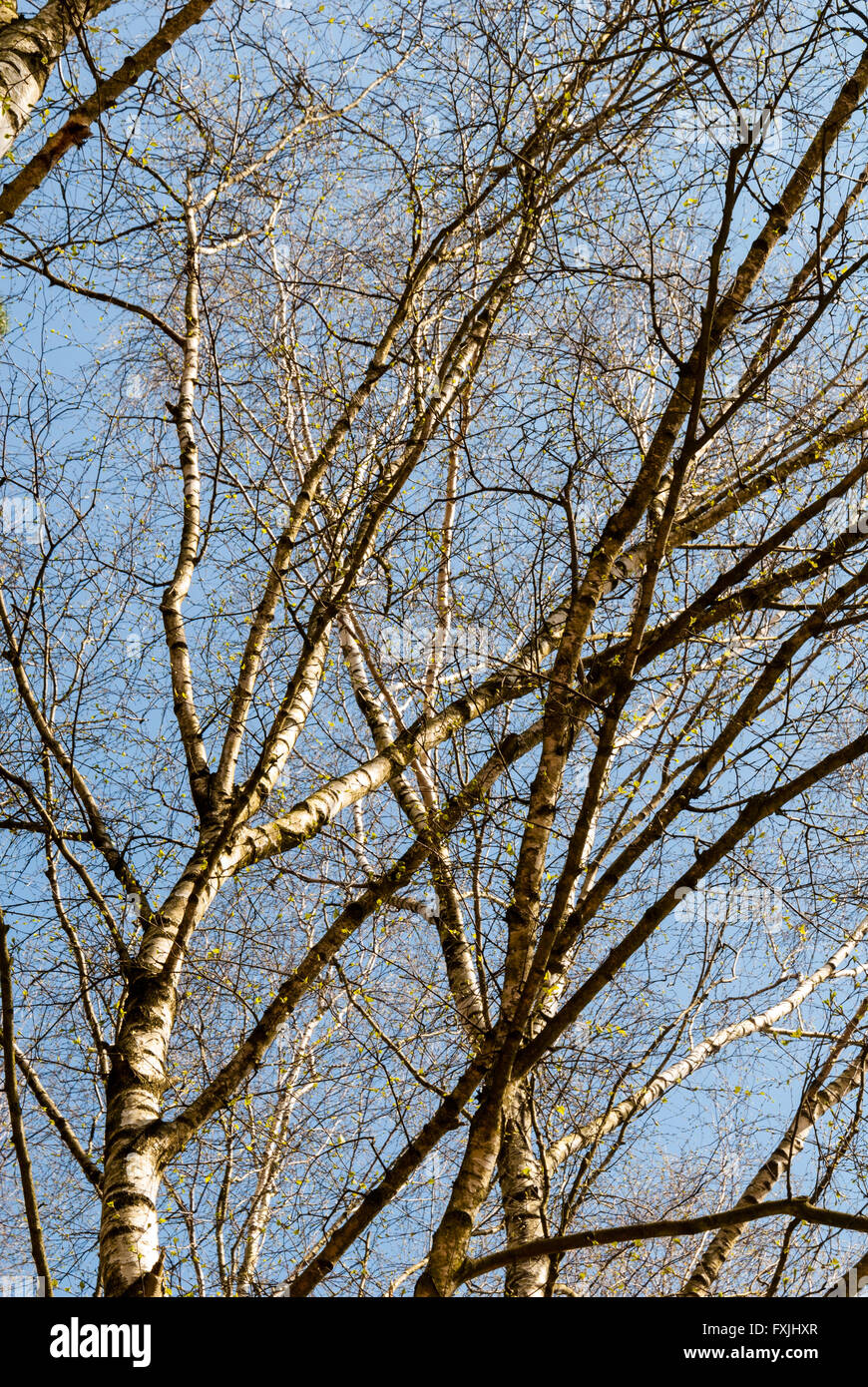 Treetop of a birch tree with fresh leaves in spring Stock Photo - Alamy