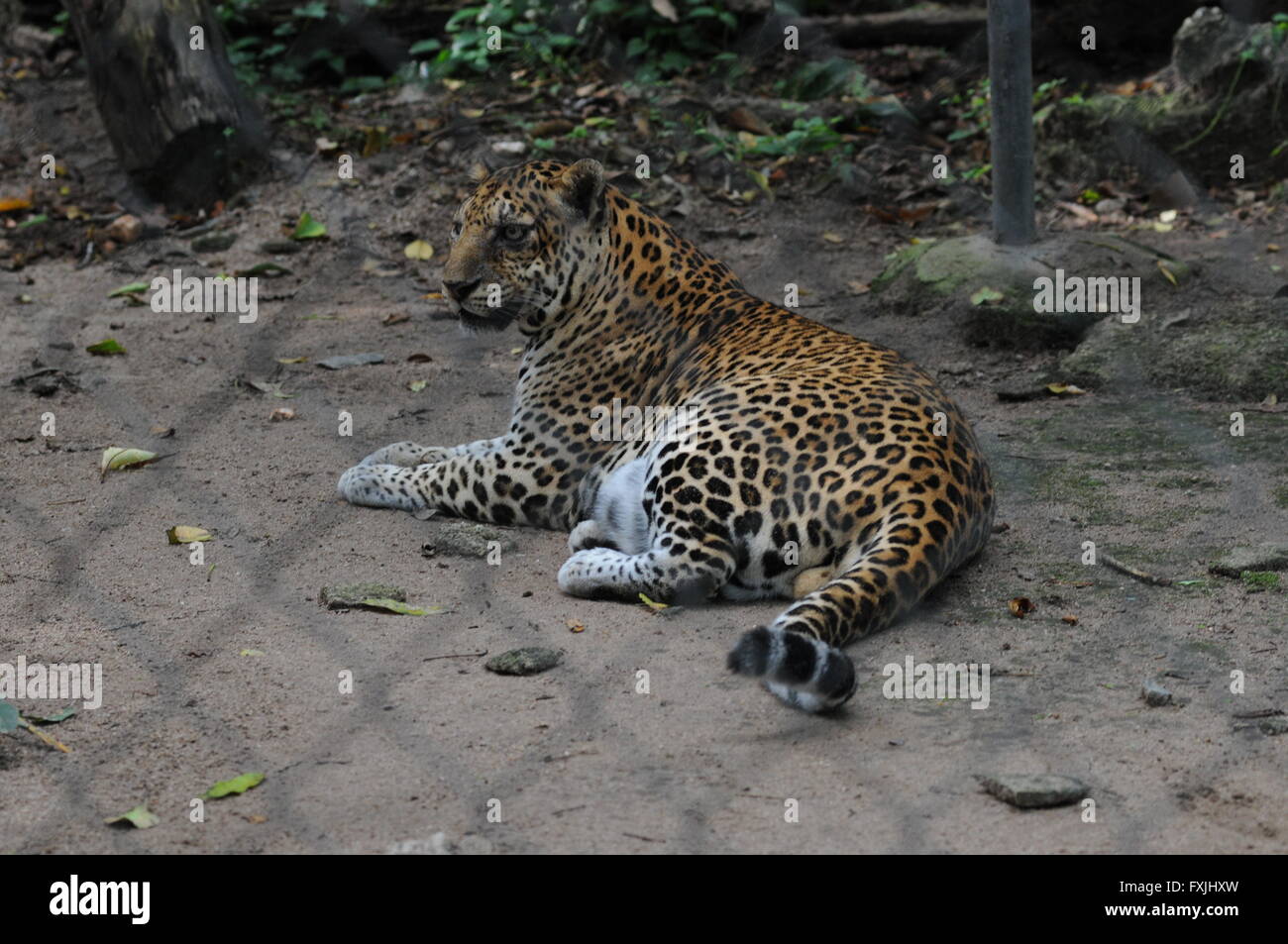 caged leopard, Phnom Tamao Zoological Garden & Wildlife Rescue Centre ...
