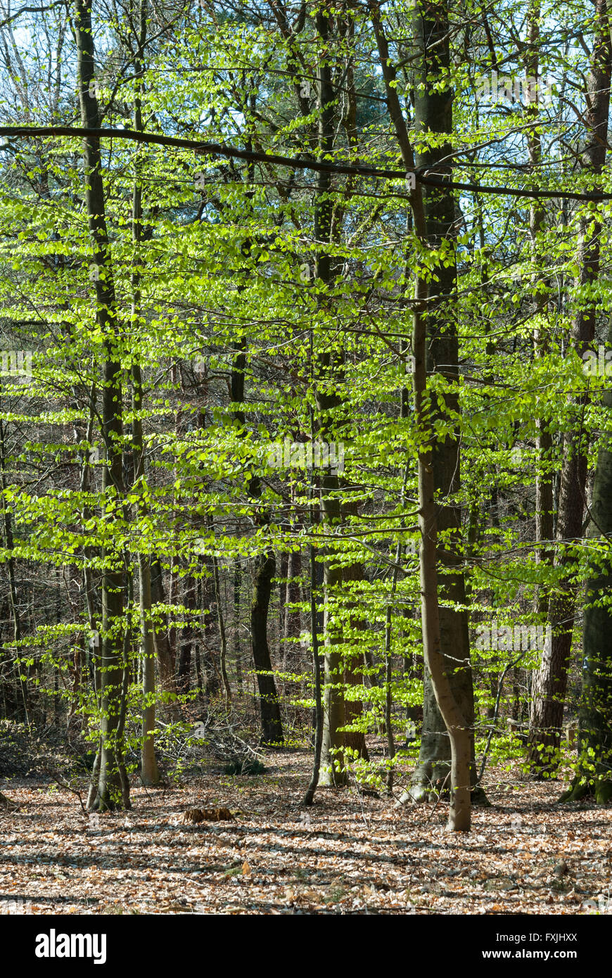 Forest Of Beeches High Resolution Stock Photography and Images - Alamy