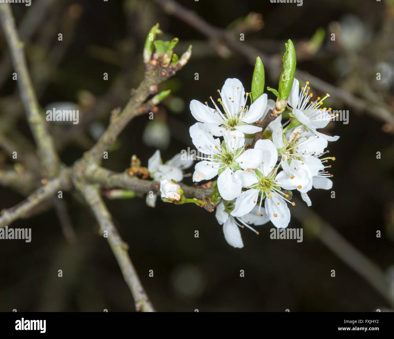 Twig of flowering blackthorn, Prunus spinosa, in spring Stock Photo - Alamy