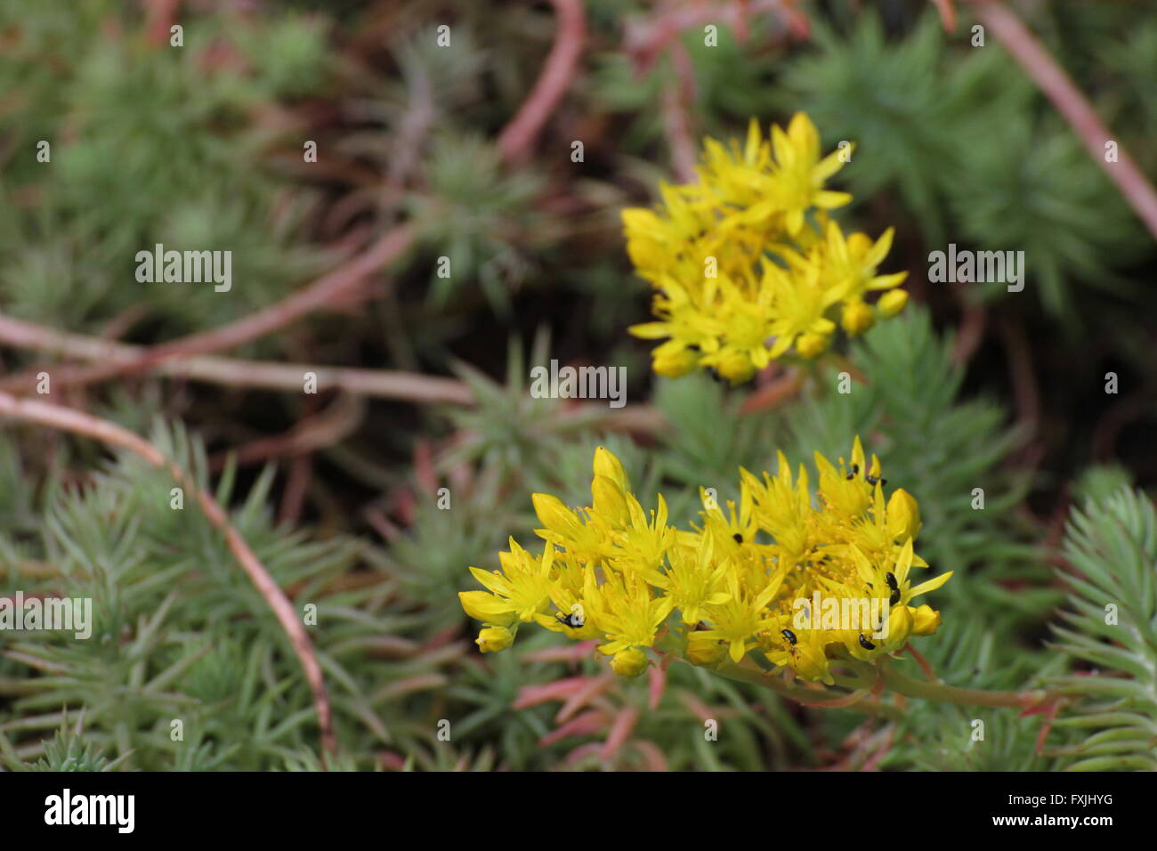 Blue stonecrop (Sedum reflexum) with blossoms Stock Photo - Alamy