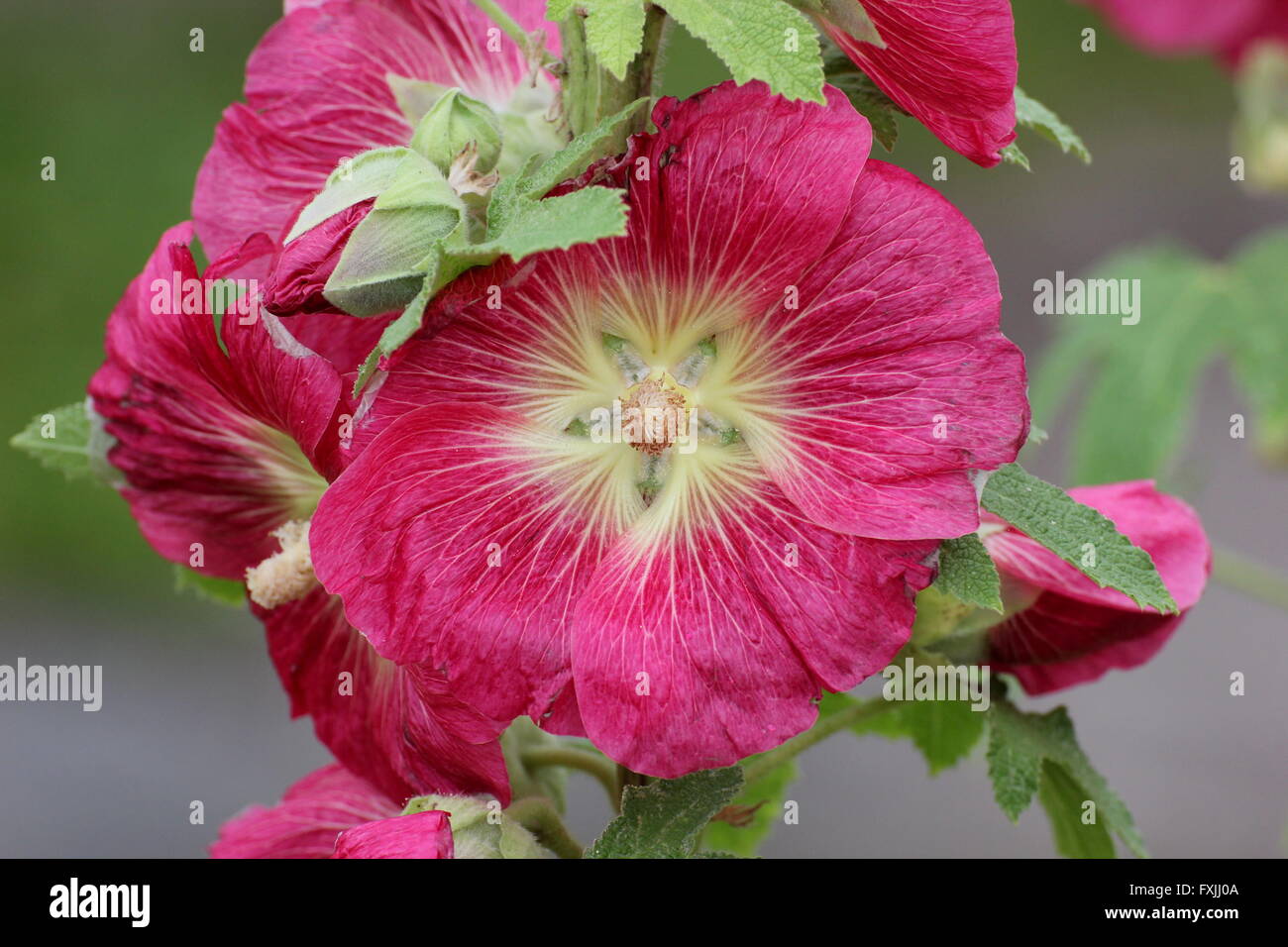 Common hollyhock (Alcea rosea) in a garden Stock Photo - Alamy