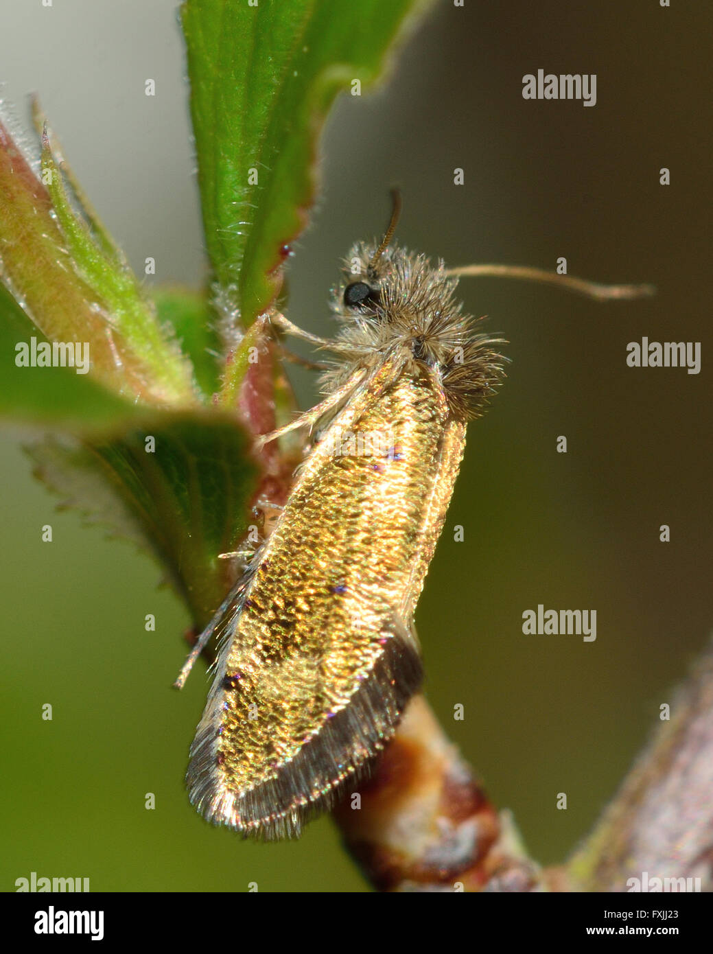 Dyseriocrania subpurpurella micro moth. Small metallic moth in the ...