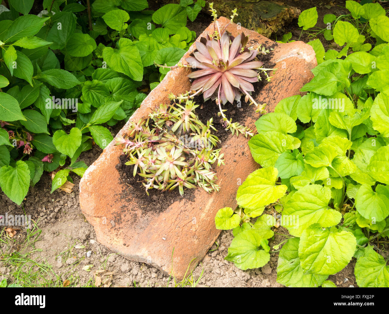 Succulents planted in a roof tile Stock Photo - Alamy