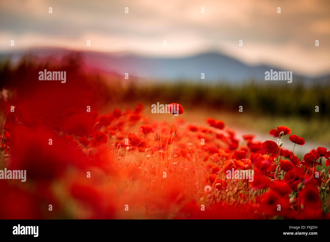 Red poppy Flowers in June in Rhineland-Palatinate, Germany Stock Photo ...