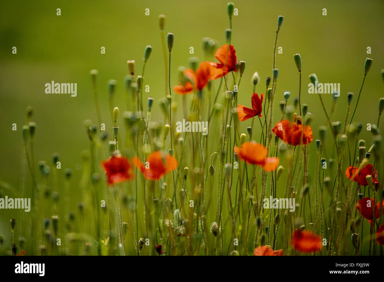 Red poppy Flowers in June in Rhineland-Palatinate, Germany Stock Photo ...