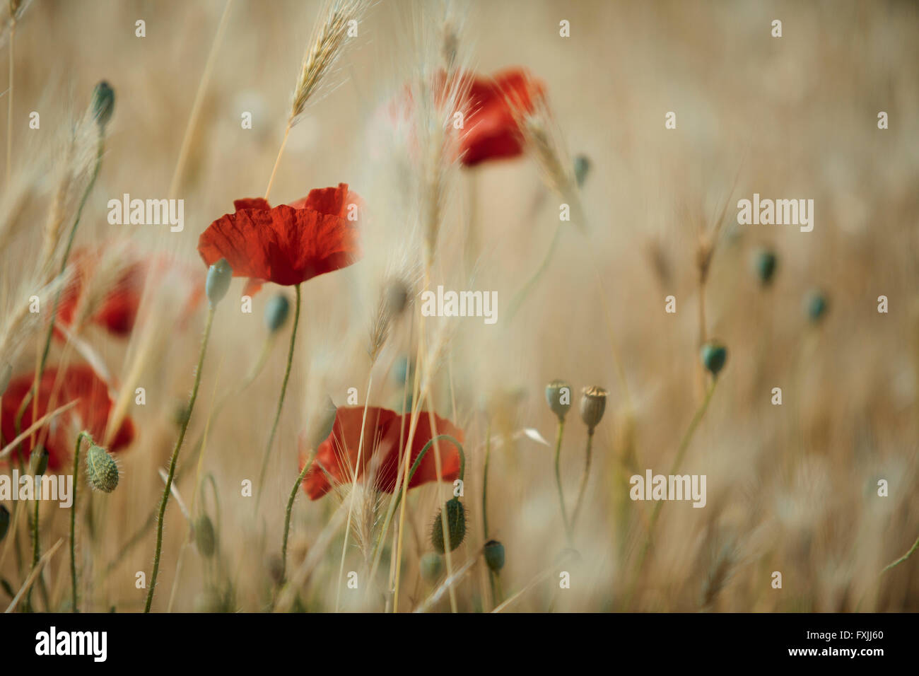 Red poppy Flowers in June in Rhineland-Palatinate, Germany Stock Photo ...