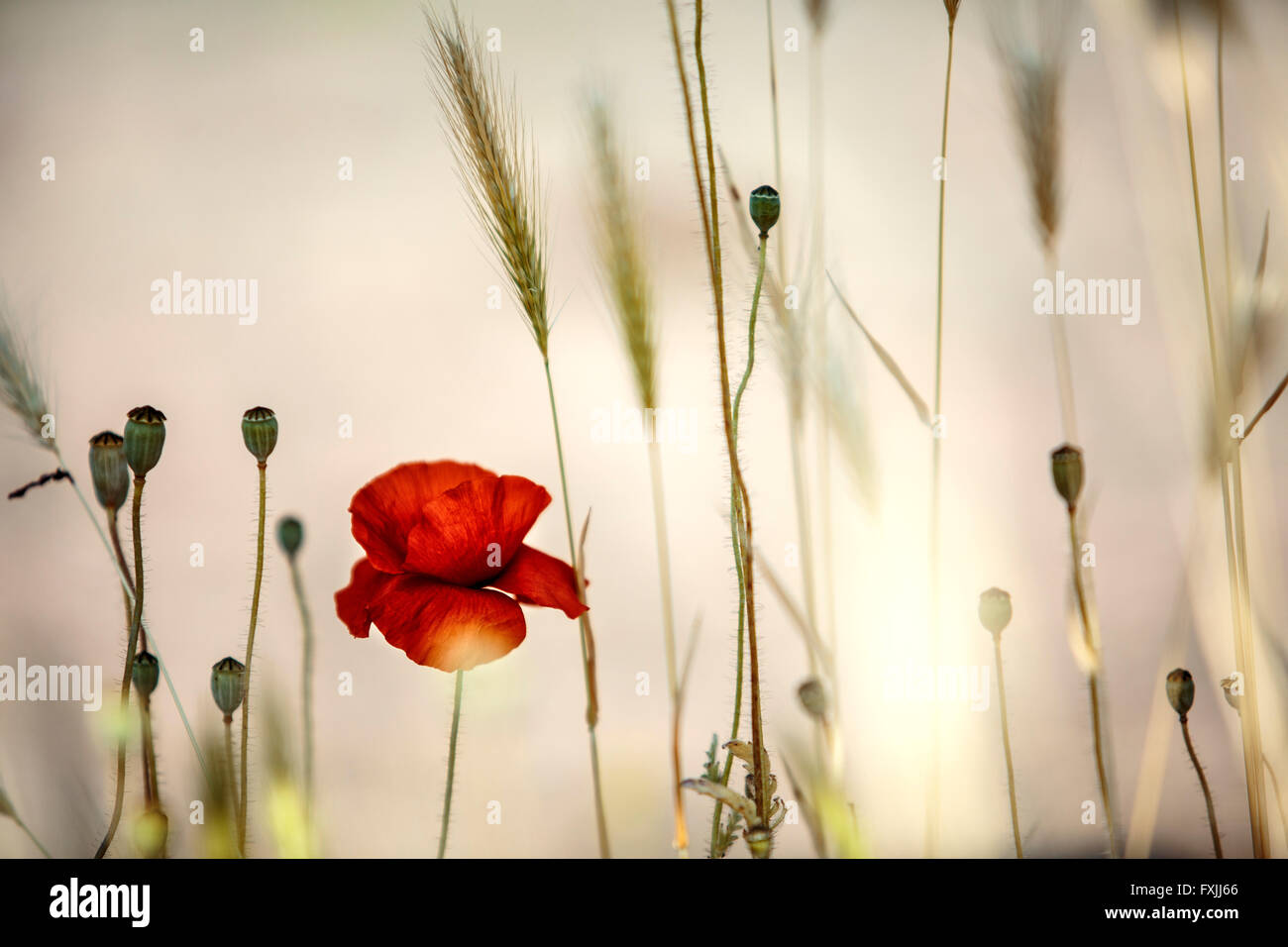 Red poppy Flowers in June in Rhineland-Palatinate, Germany Stock Photo ...