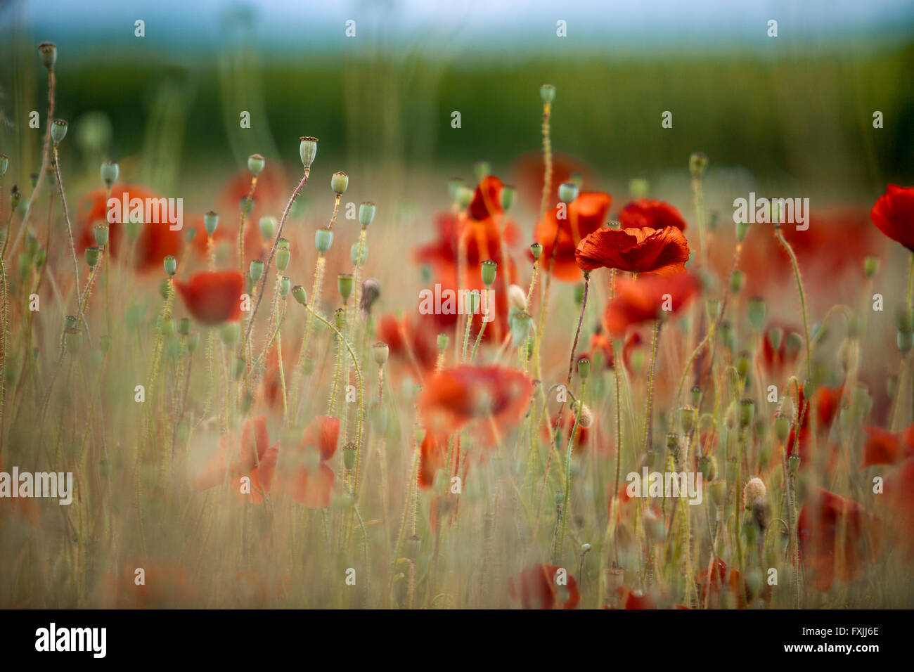 Red poppy Flowers in June in Rhineland-Palatinate, Germany Stock Photo ...